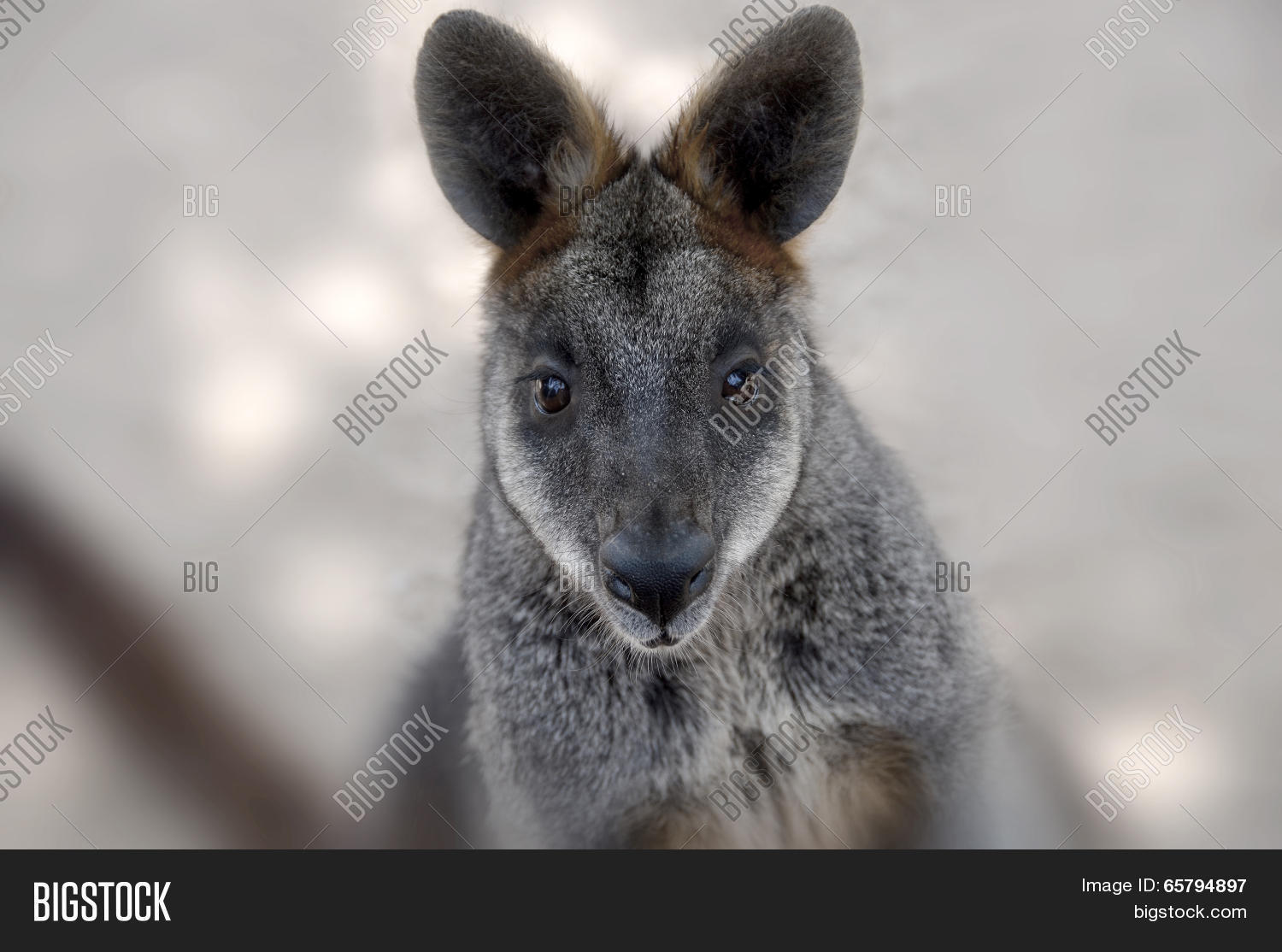 Wallaby Image & Photo (Free Trial) | Bigstock