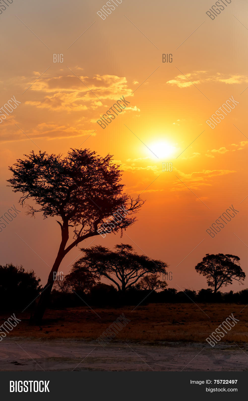 African Sunset Tree Image & Photo (Free Trial) | Bigstock