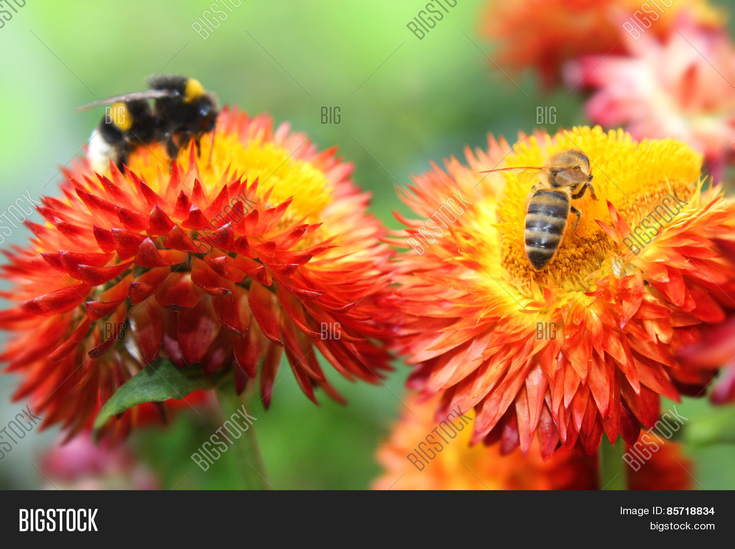 Bumble Bees On Flowers Image & Photo (Free Trial) | Bigstock