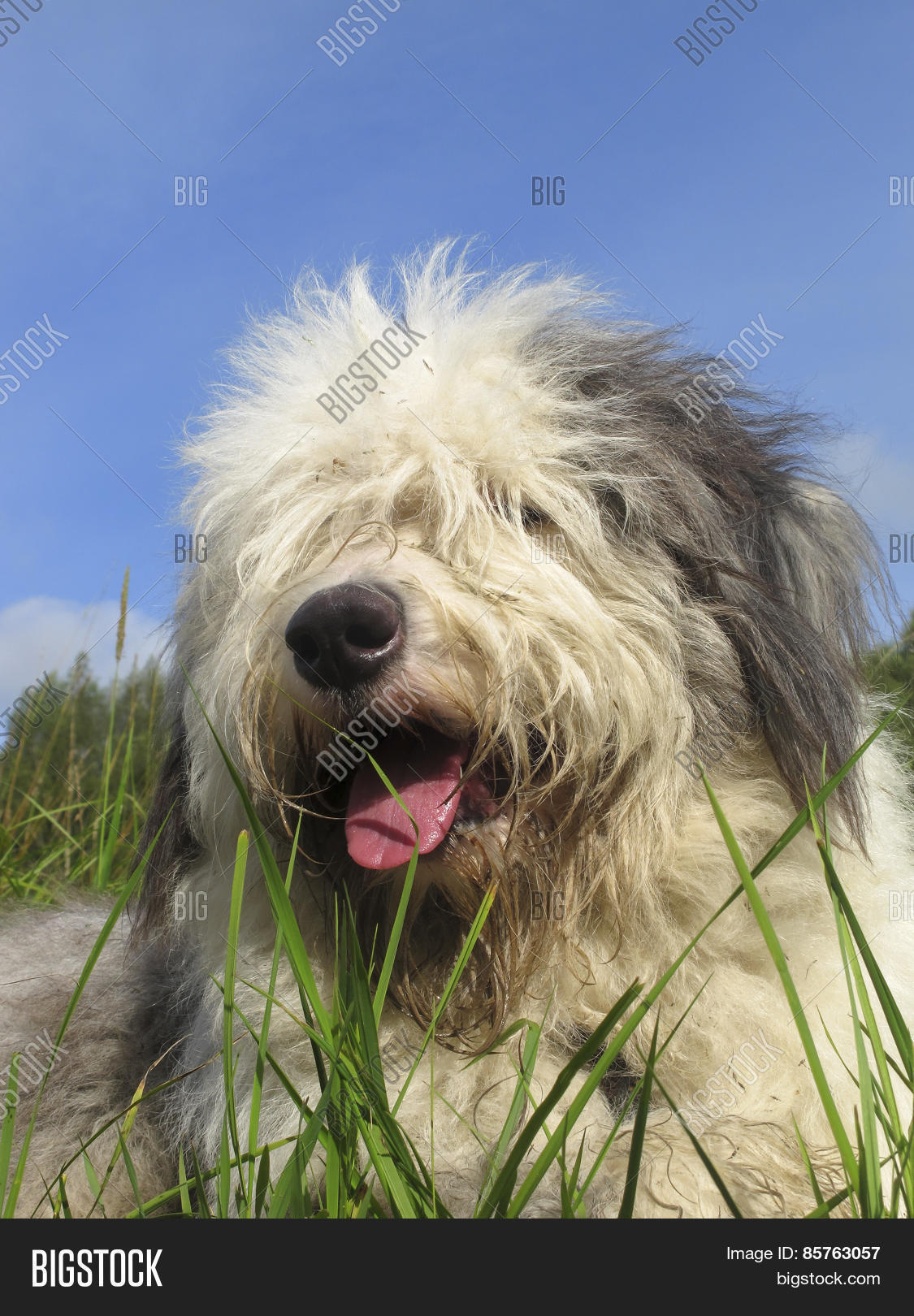 Bobtail Image & Photo (Free Trial) | Bigstock