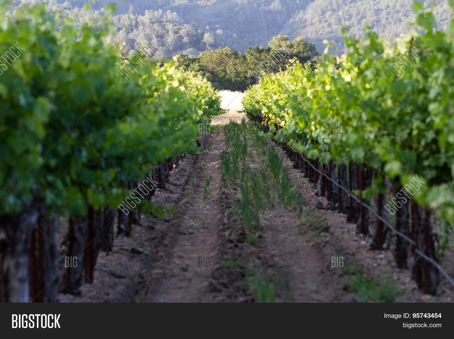 Vineyard California Image & Photo (Free Trial) | Bigstock
