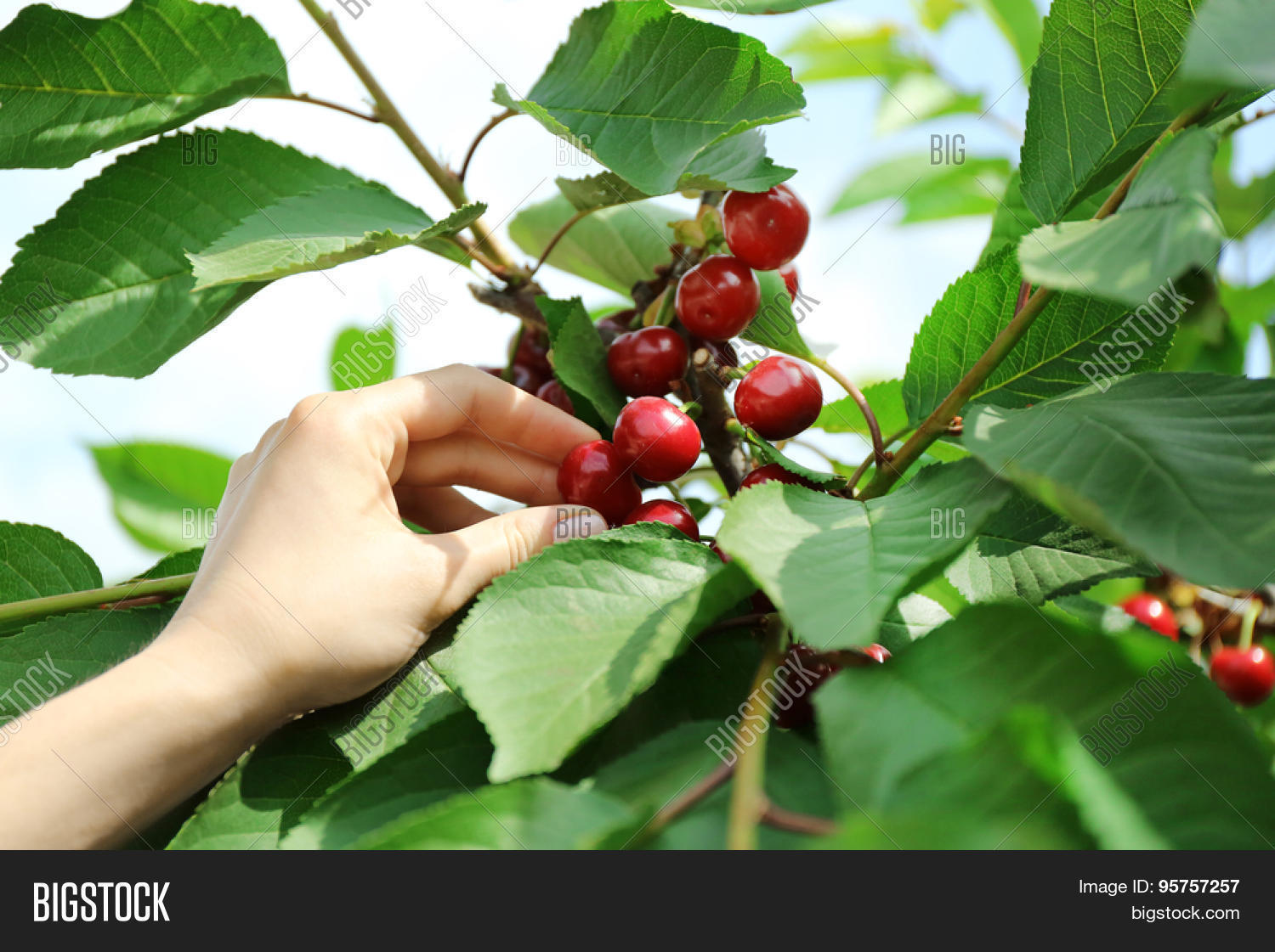 Female Hand Picking Image & Photo (Free Trial) | Bigstock