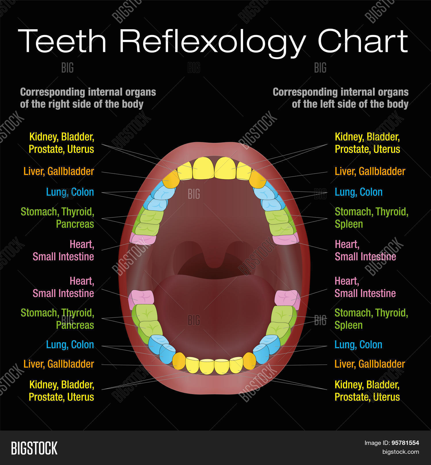 Teeth Reflexology Vector & Photo (Free Trial) | Bigstock