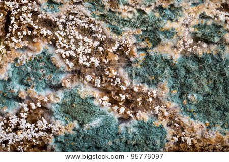 Moldy Brown Bread Image & Photo (Free Trial) | Bigstock