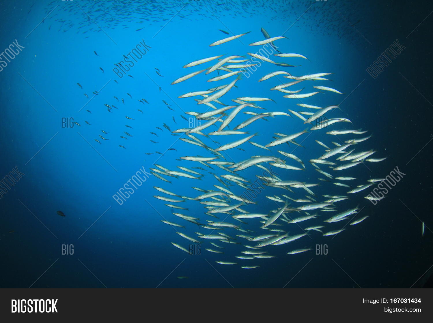 School Juvenile Image & Photo (Free Trial) | Bigstock