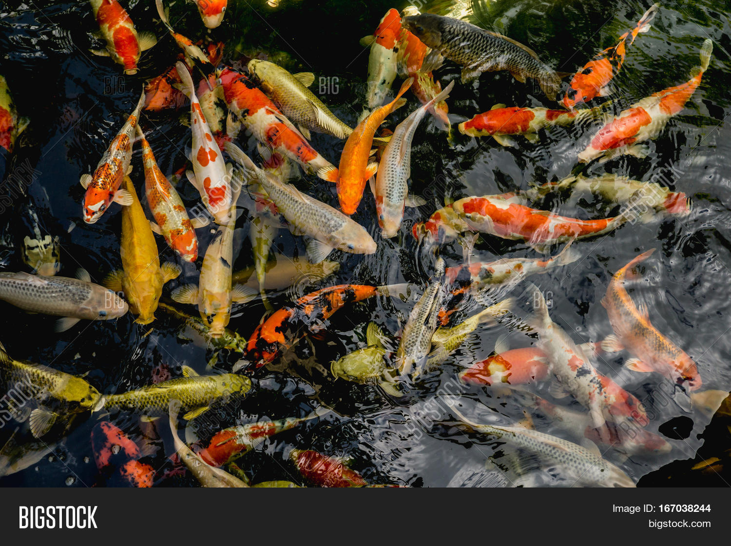 Koi Fish Fancy Carp Image & Photo (Free Trial) | Bigstock