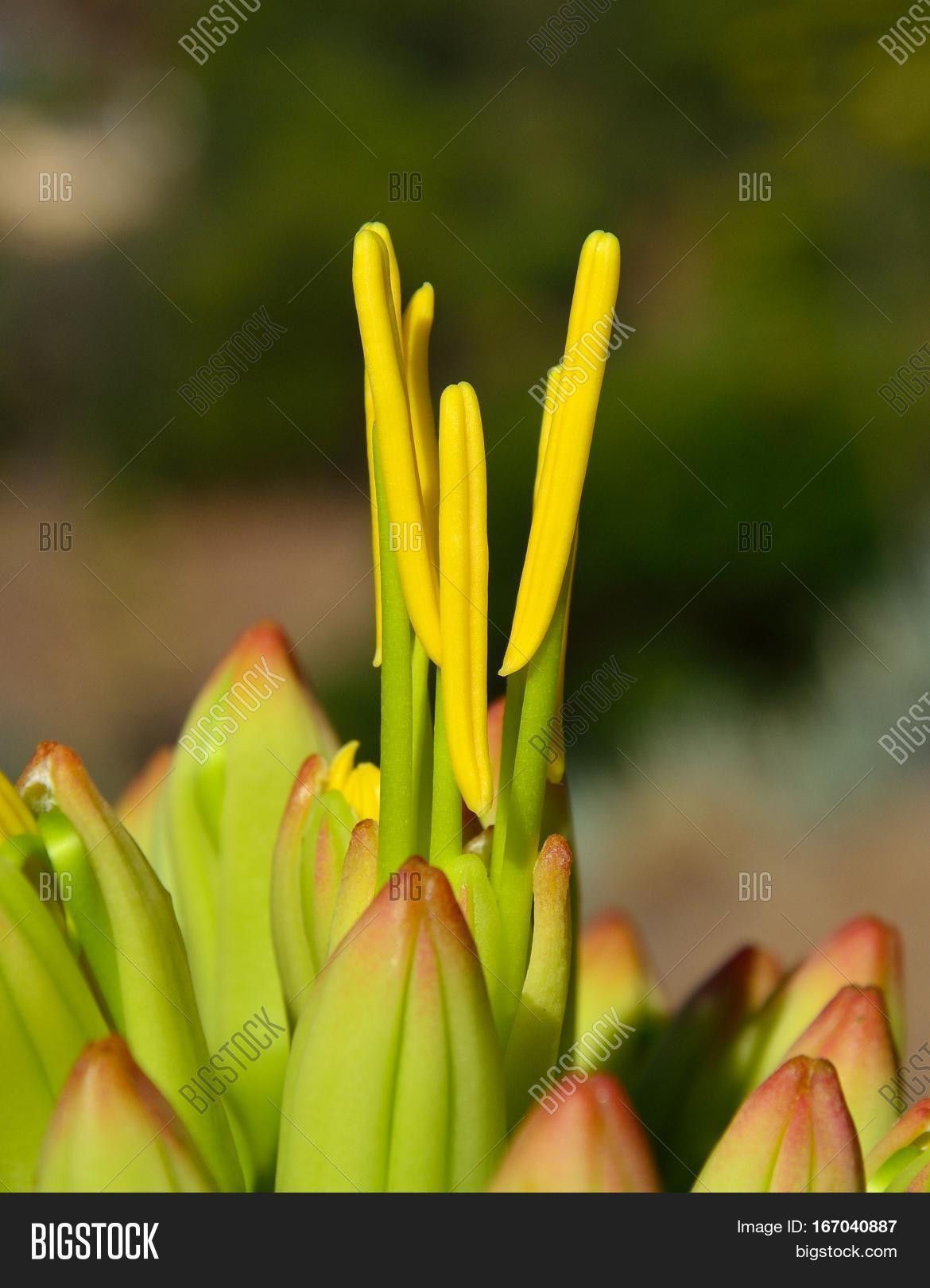 Floral Buds Agave That Image & Photo (Free Trial) | Bigstock