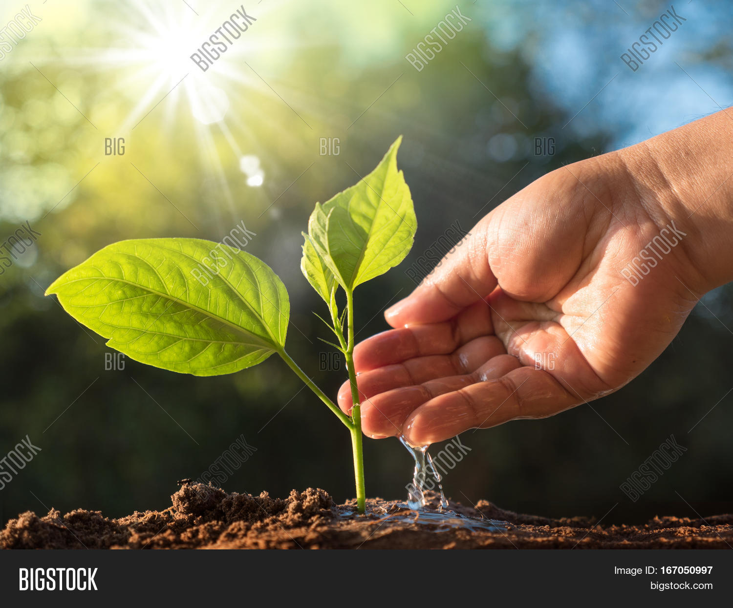 Male Hand Giving Water Image & Photo (Free Trial) | Bigstock