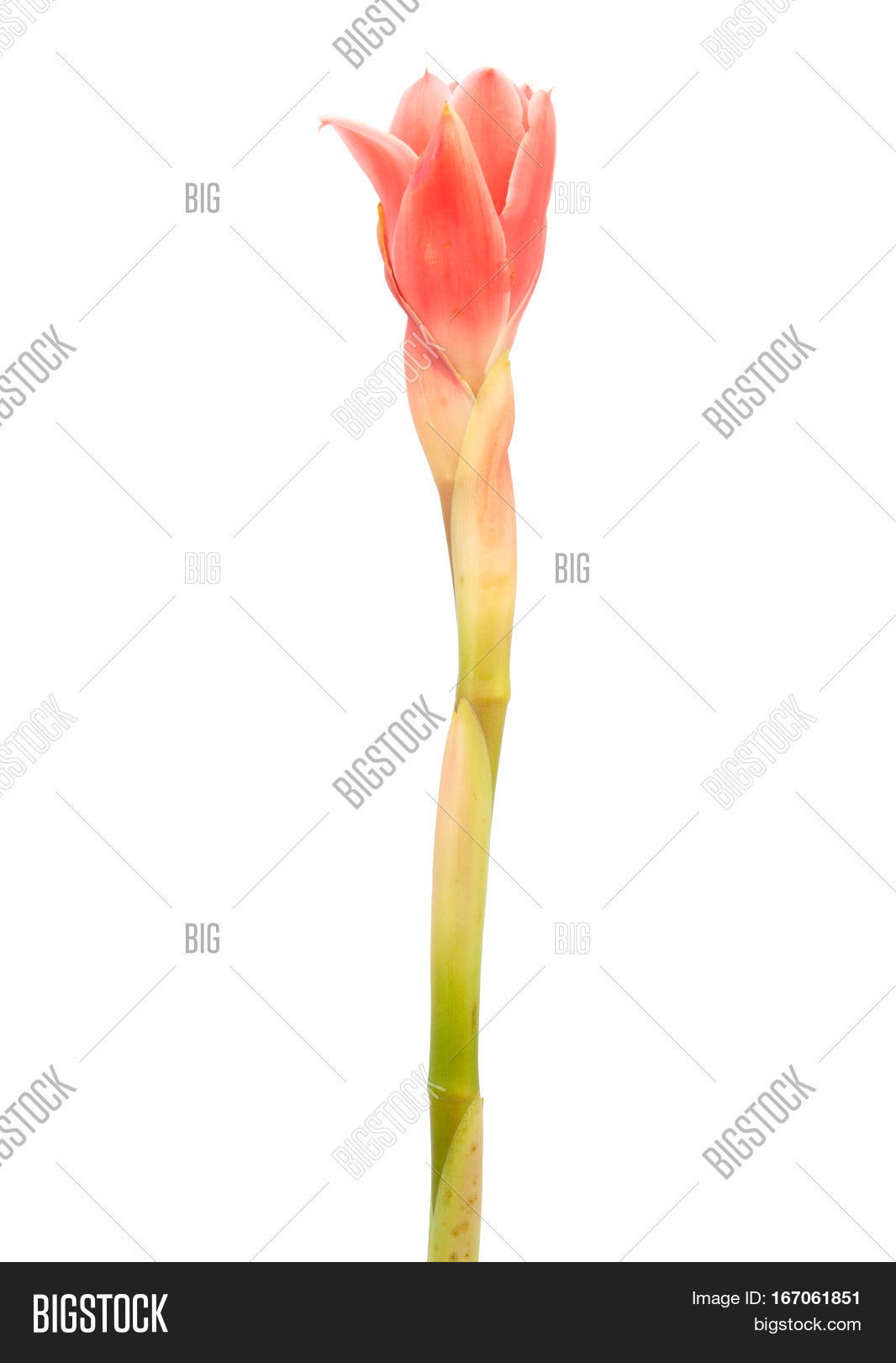 Closeup Pink Torch Image & Photo (Free Trial) | Bigstock
