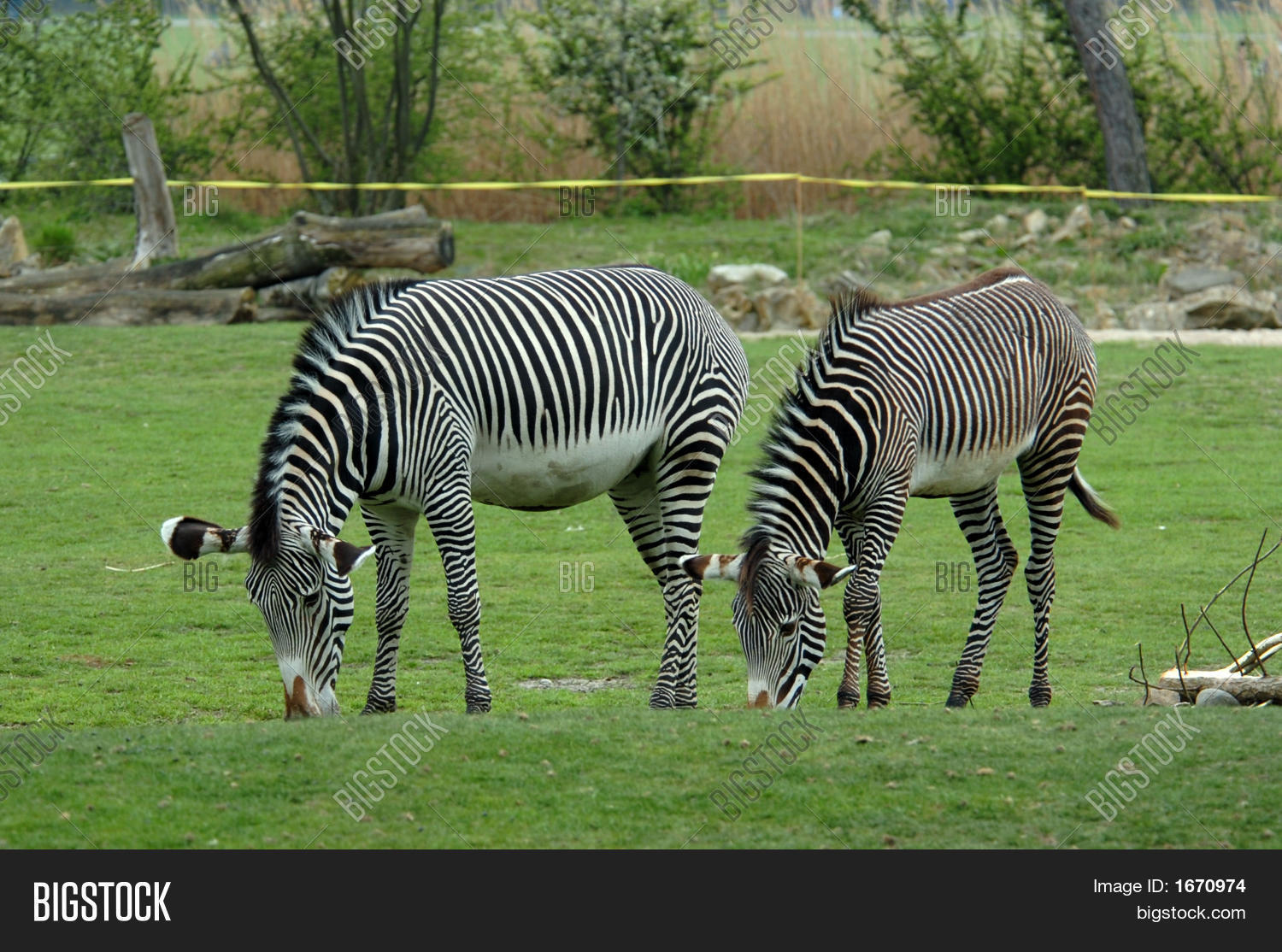 Zebra Stripes Image & Photo (Free Trial) | Bigstock