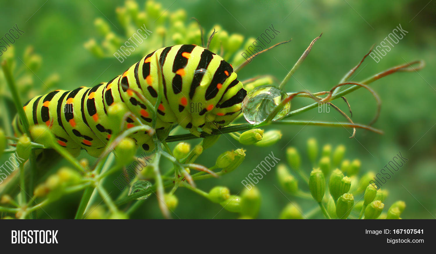 Small Caterpilar On Image & Photo (Free Trial) | Bigstock