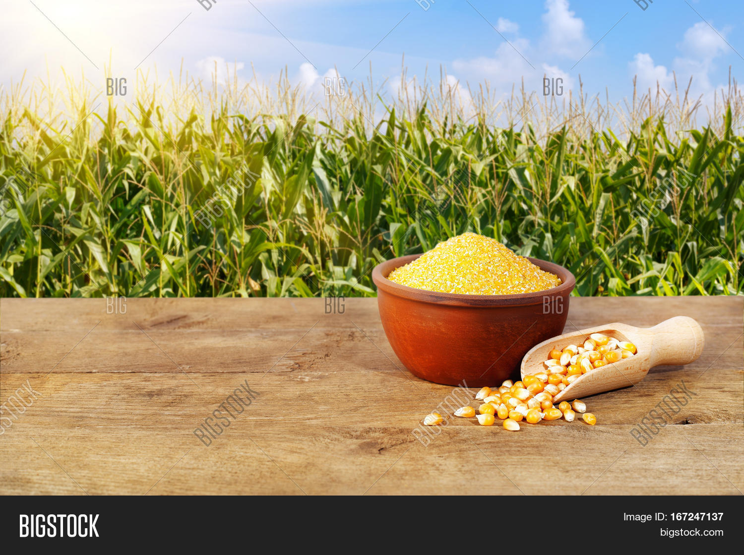 Dry Uncooked Corn Image & Photo (Free Trial) | Bigstock