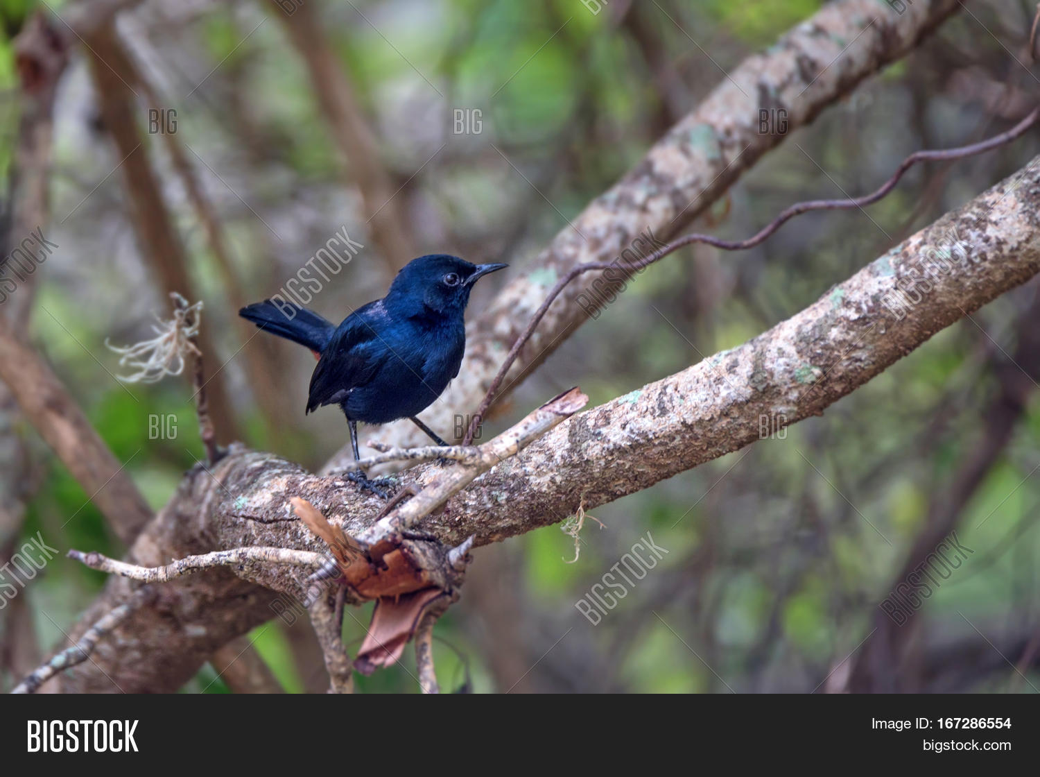Indian Robin Image & Photo (Free Trial) | Bigstock