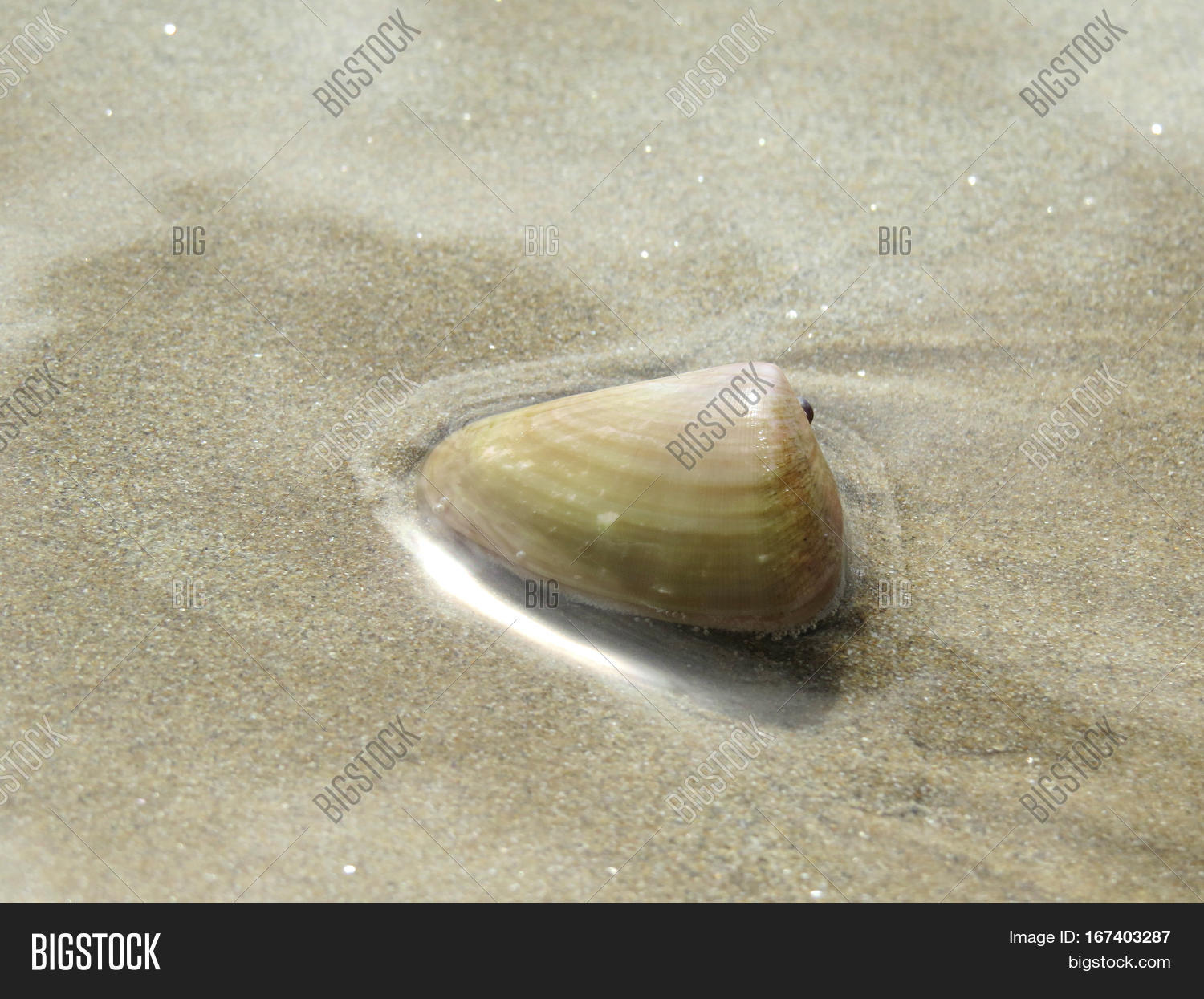 Pipi Shell Mollusc Image & Photo (Free Trial) | Bigstock