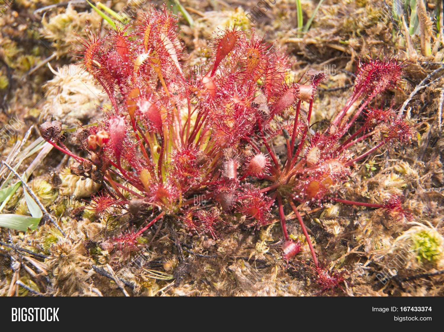 Small Red Sundew Plant Image & Photo (Free Trial) | Bigstock