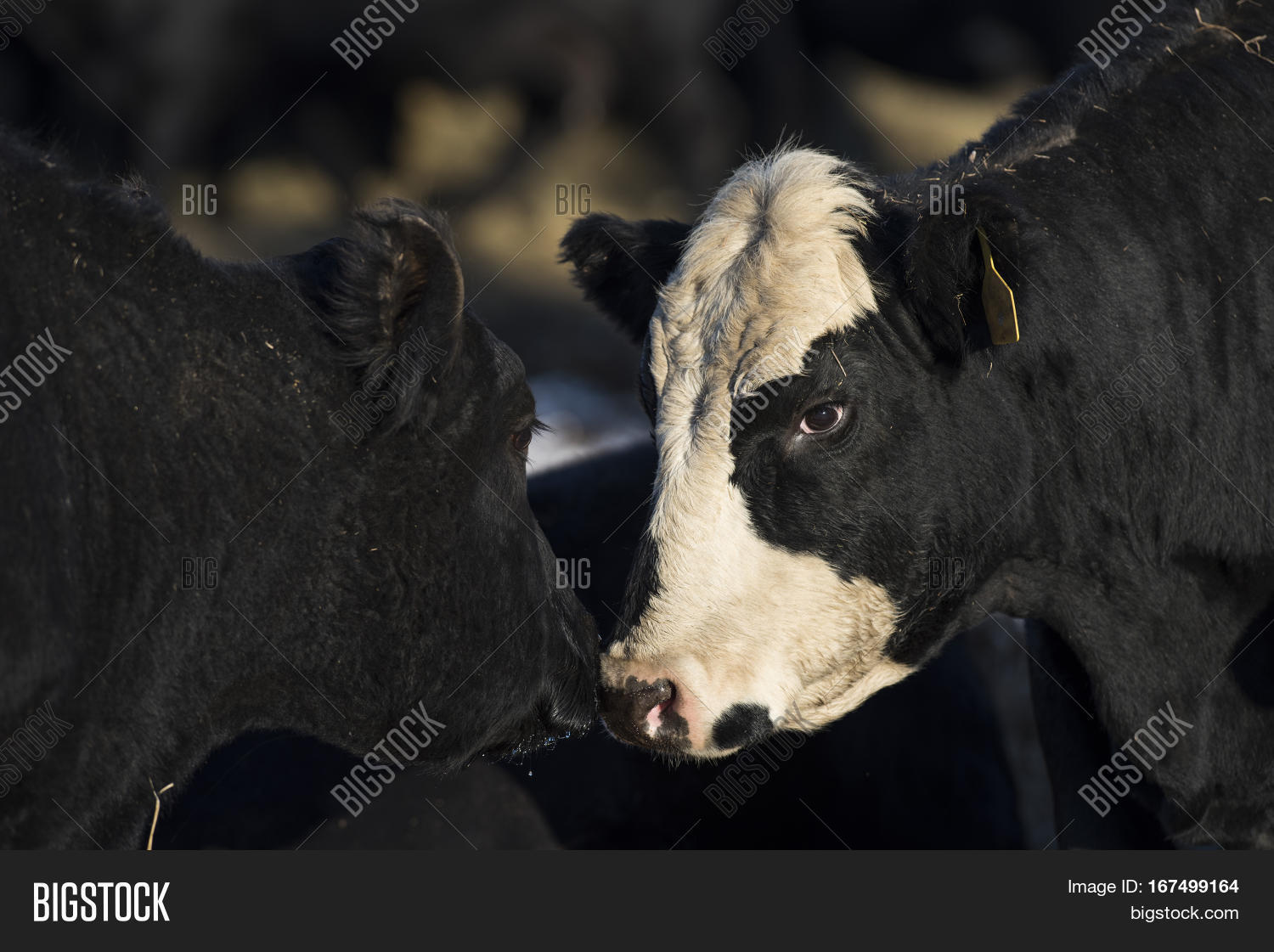 Black Angus Beef Image & Photo (Free Trial) | Bigstock