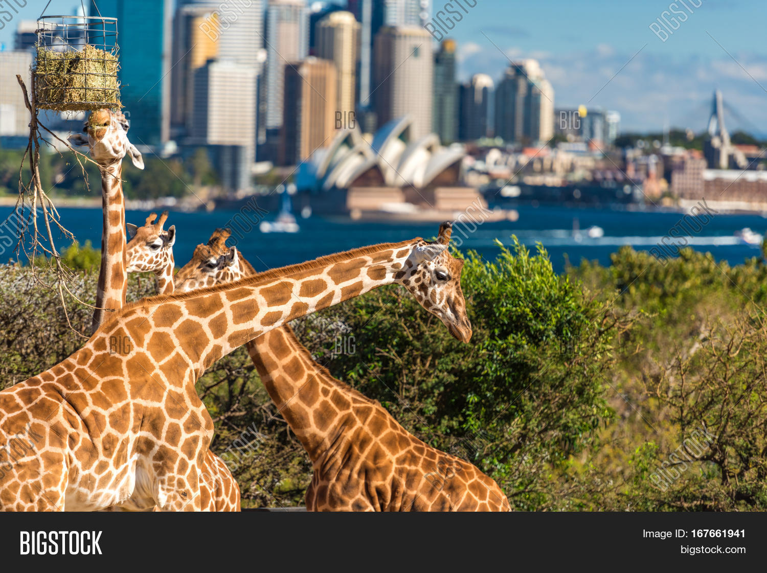 Adorable Giraffes Image & Photo (Free Trial) | Bigstock