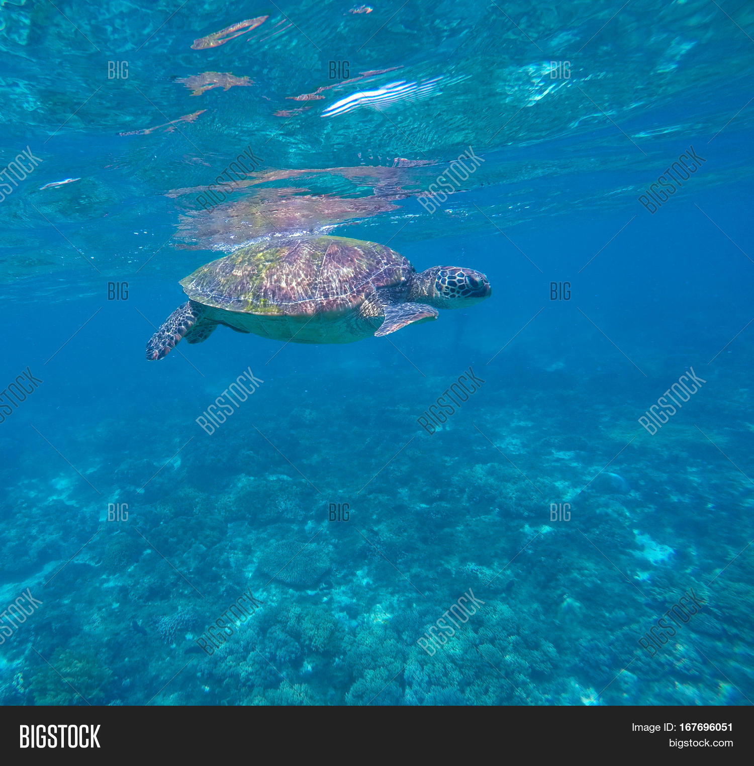 Sea Turtle Blue Water Image & Photo (Free Trial) | Bigstock