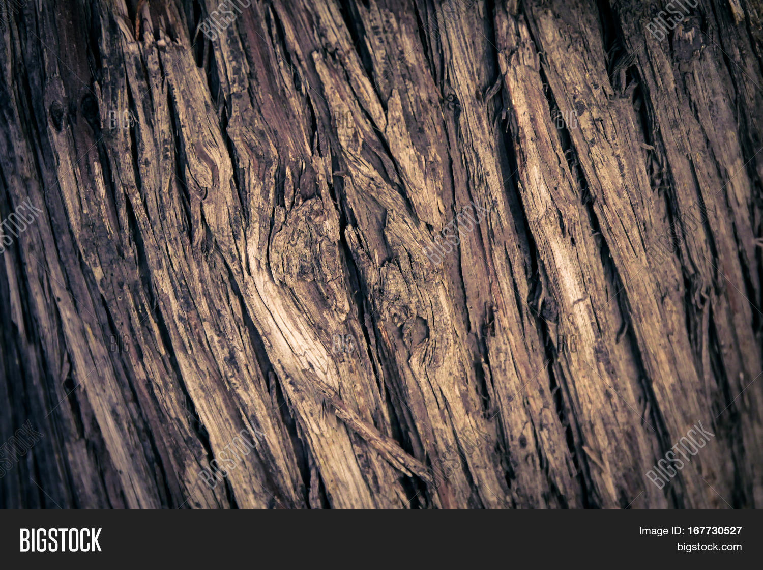 Vertical Diagonal Tree Image & Photo (Free Trial) | Bigstock