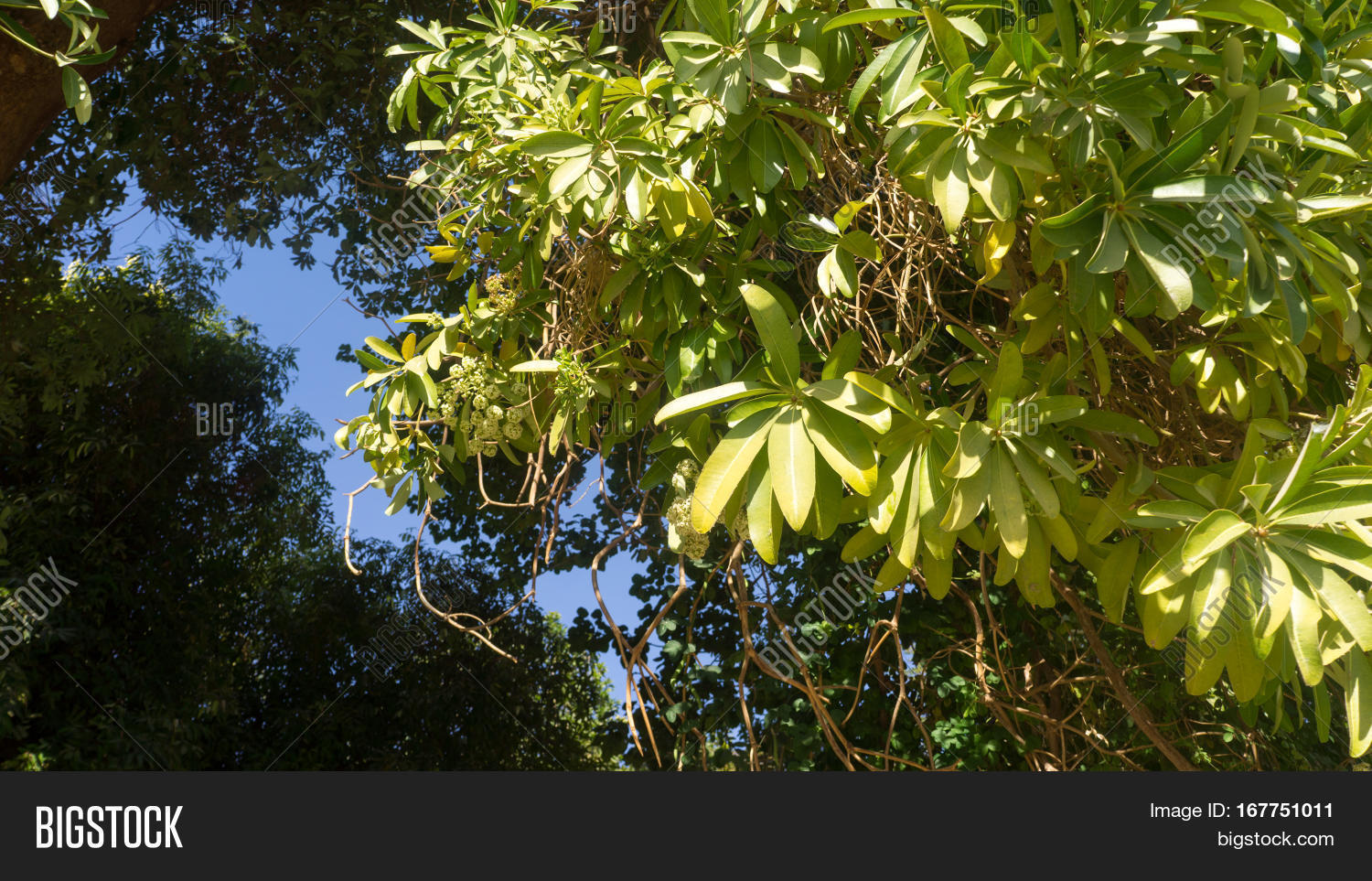 Beautiful Uncommon Image & Photo (Free Trial) | Bigstock