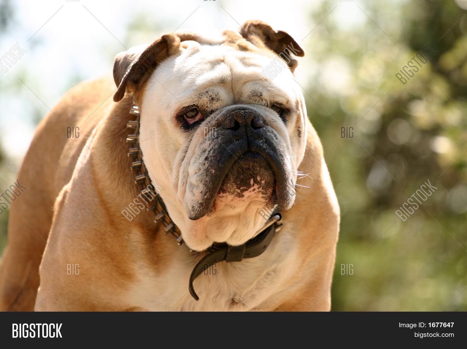 Tough Bulldog Image & Photo (Free Trial) | Bigstock