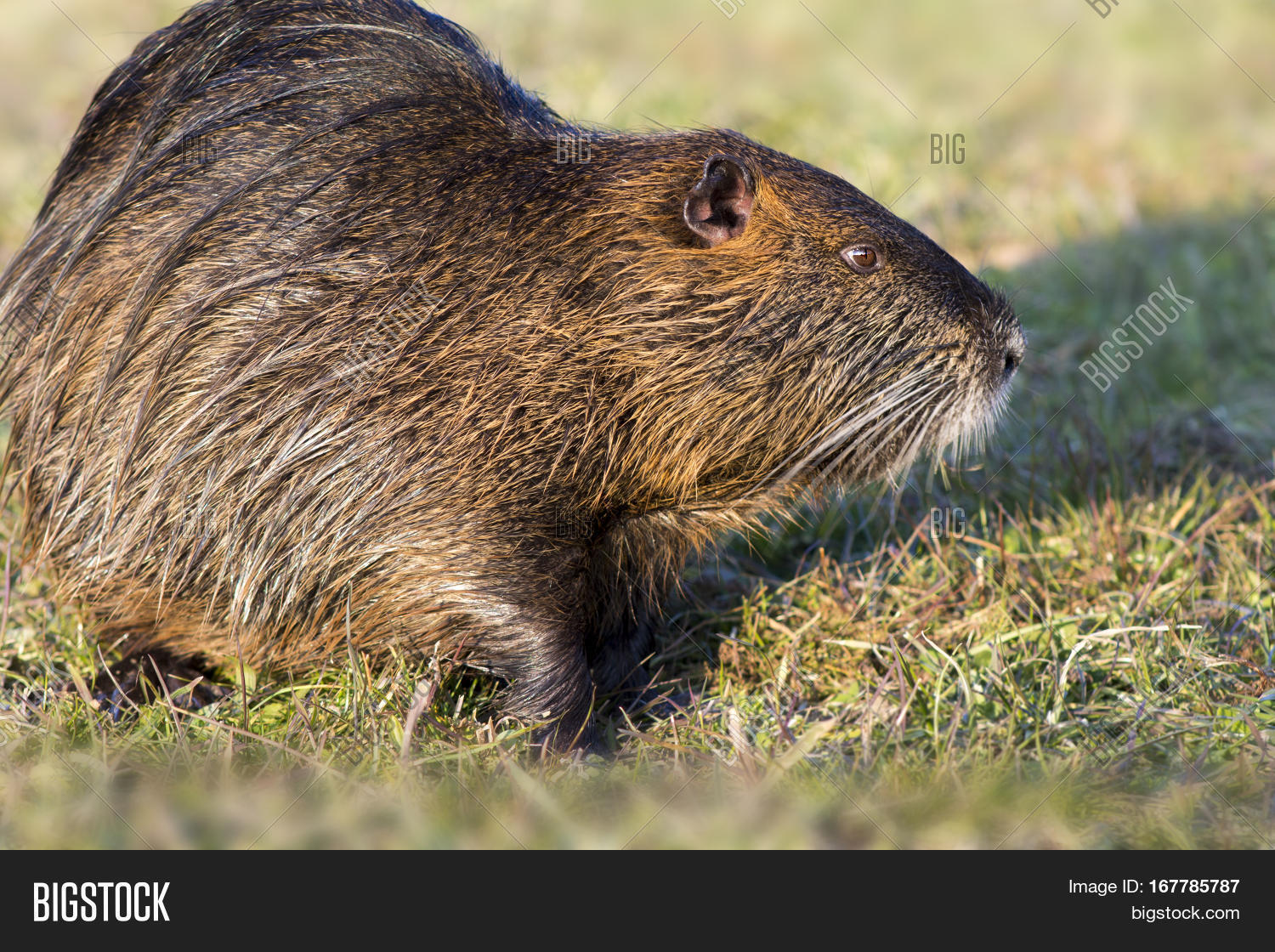 Close Photo Nutria Image & Photo (Free Trial) | Bigstock