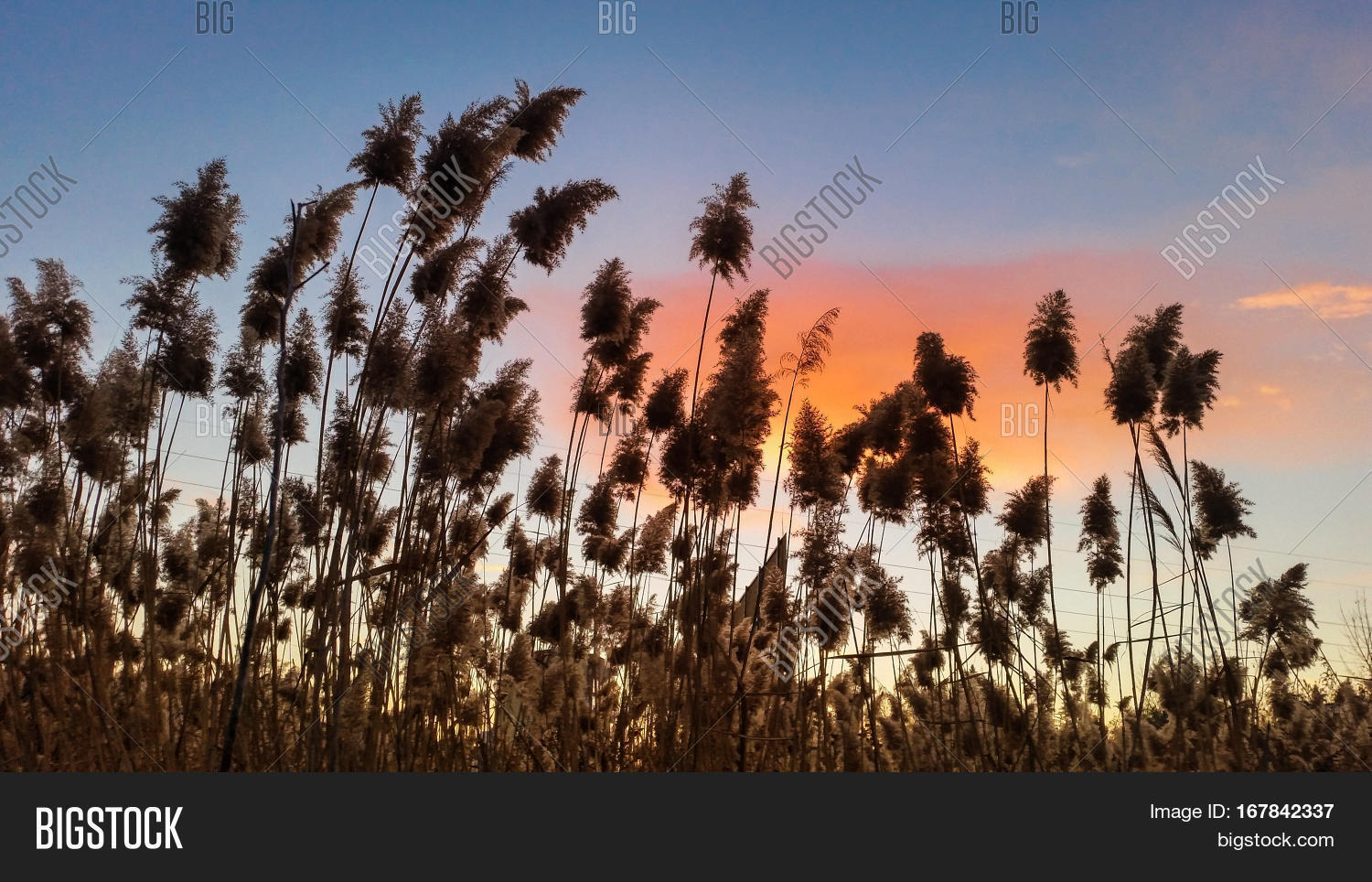 Common Reed ( Image & Photo (Free Trial) | Bigstock