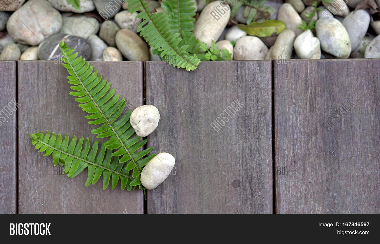 Fern Pebble Stone On Image & Photo (Free Trial) | Bigstock