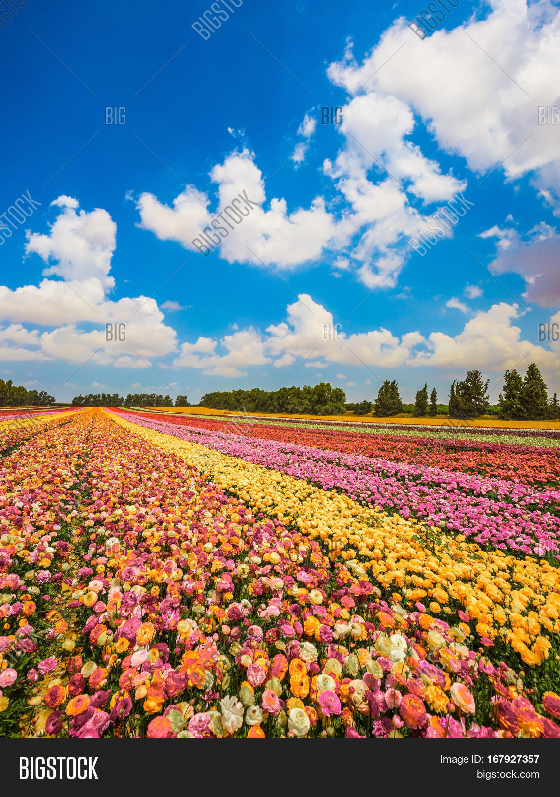 Colorful Field, Image & Photo (Free Trial) | Bigstock