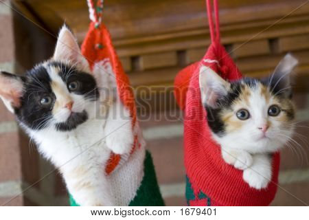 Kitten Surprise Image & Photo (Free Trial) | Bigstock