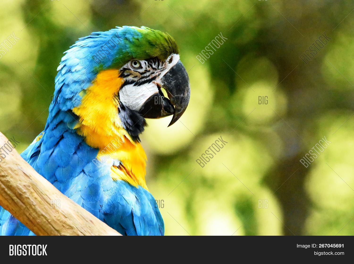 Arara Azul E Sua Linda Image & Photo (Free Trial) | Bigstock