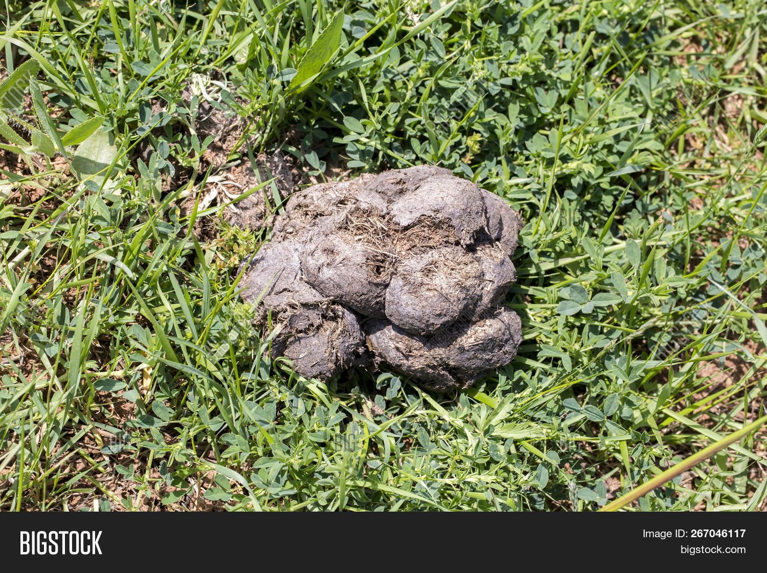 Pile Of Shit