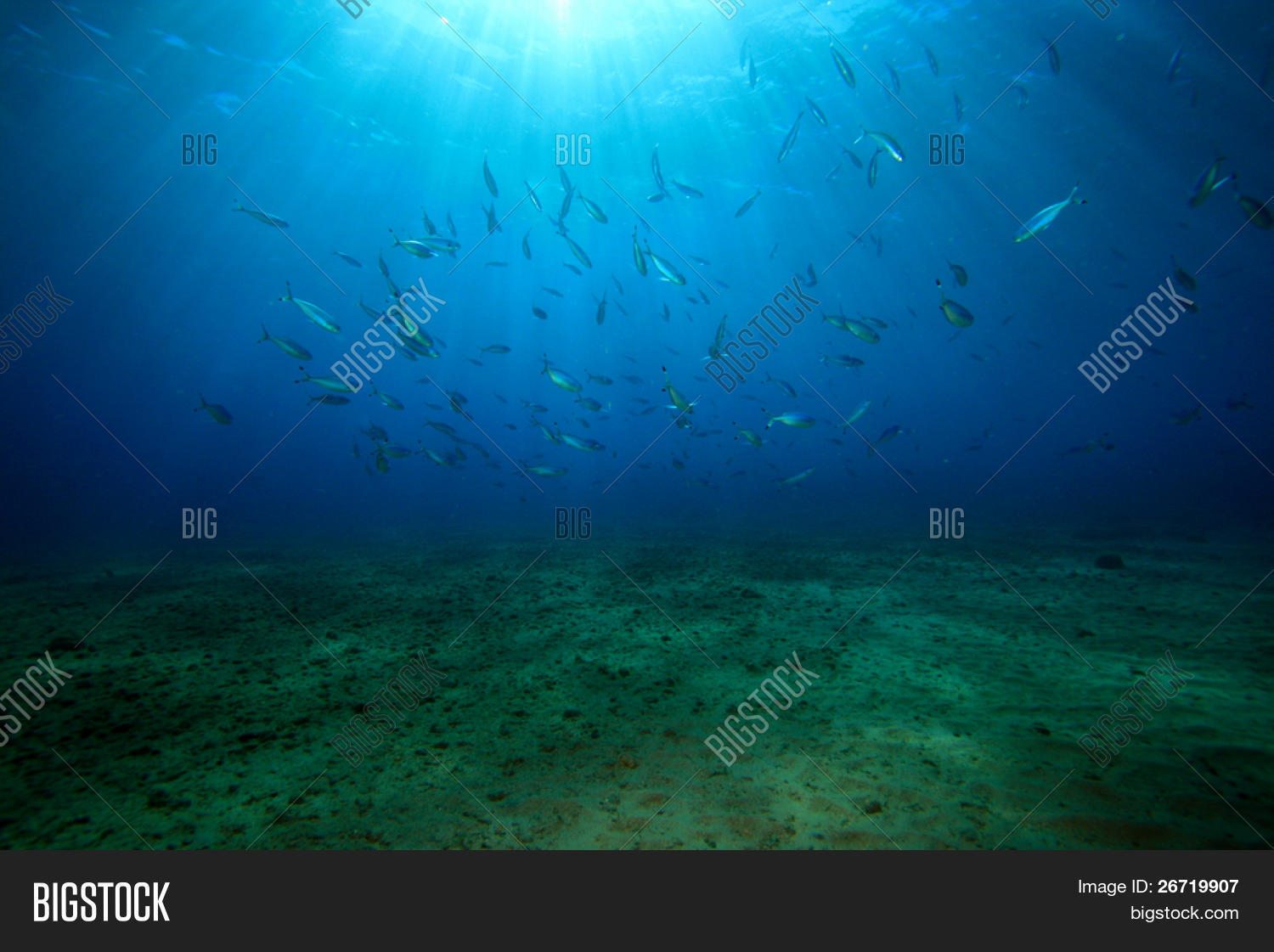 Sunlight On Ocean Image & Photo (Free Trial) | Bigstock