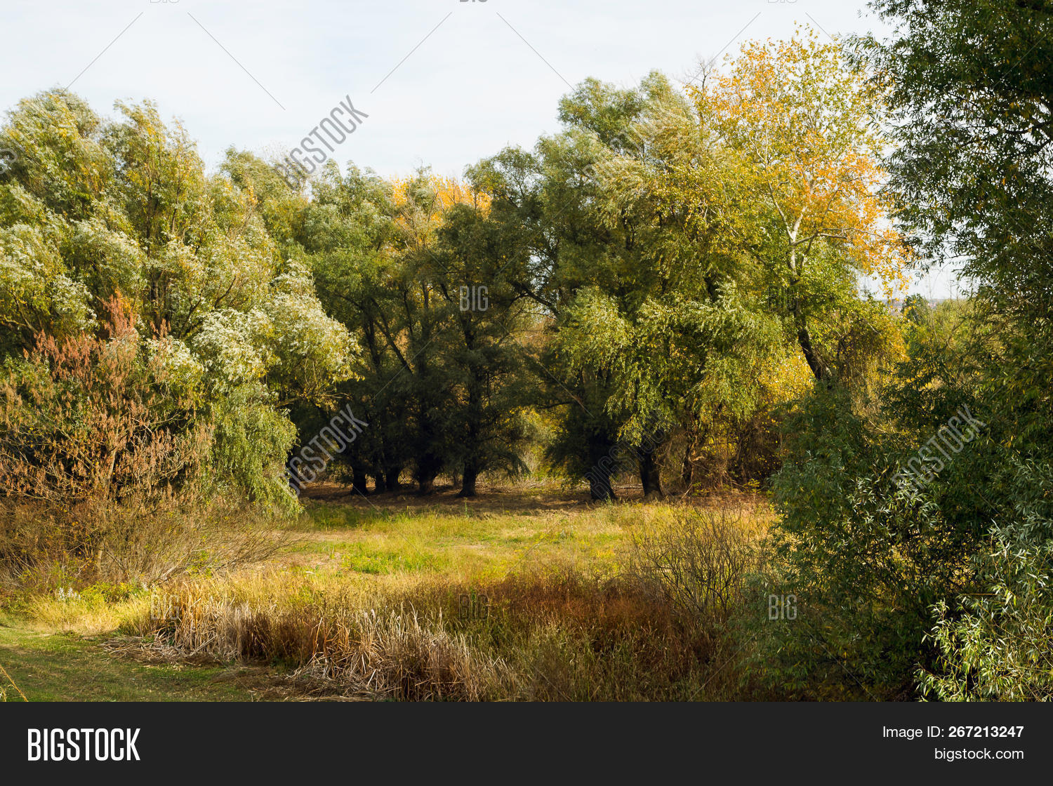 Autumn Forest Nature. Image & Photo (Free Trial) | Bigstock