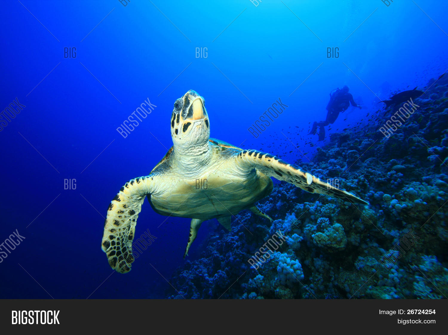 Sea Turtle Scuba Diver Image & Photo (Free Trial) | Bigstock