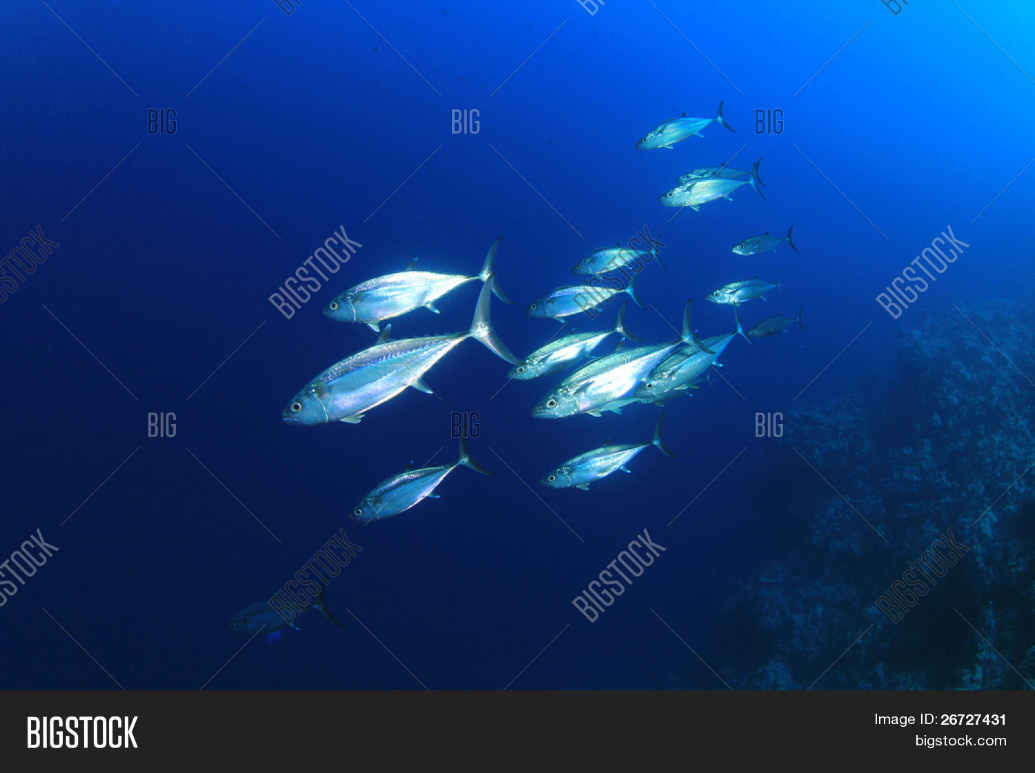 School Tuna Fish Sea Image & Photo (Free Trial) | Bigstock