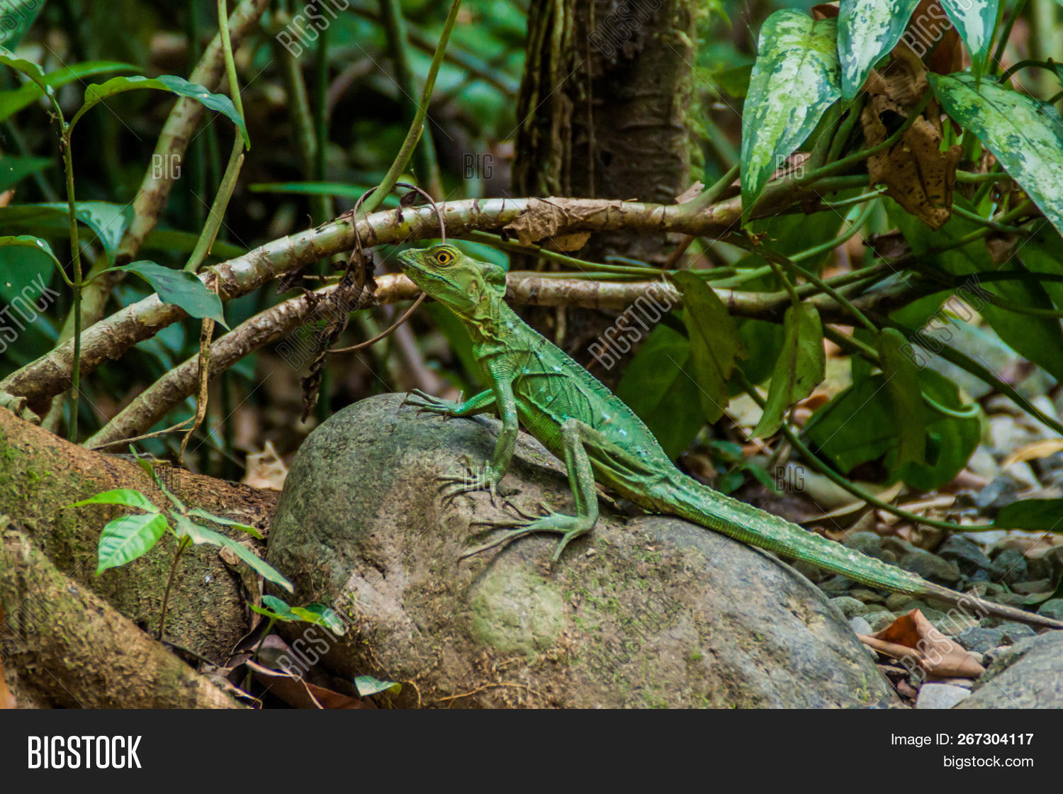 Female Plumed Basilisk Image & Photo (Free Trial) | Bigstock