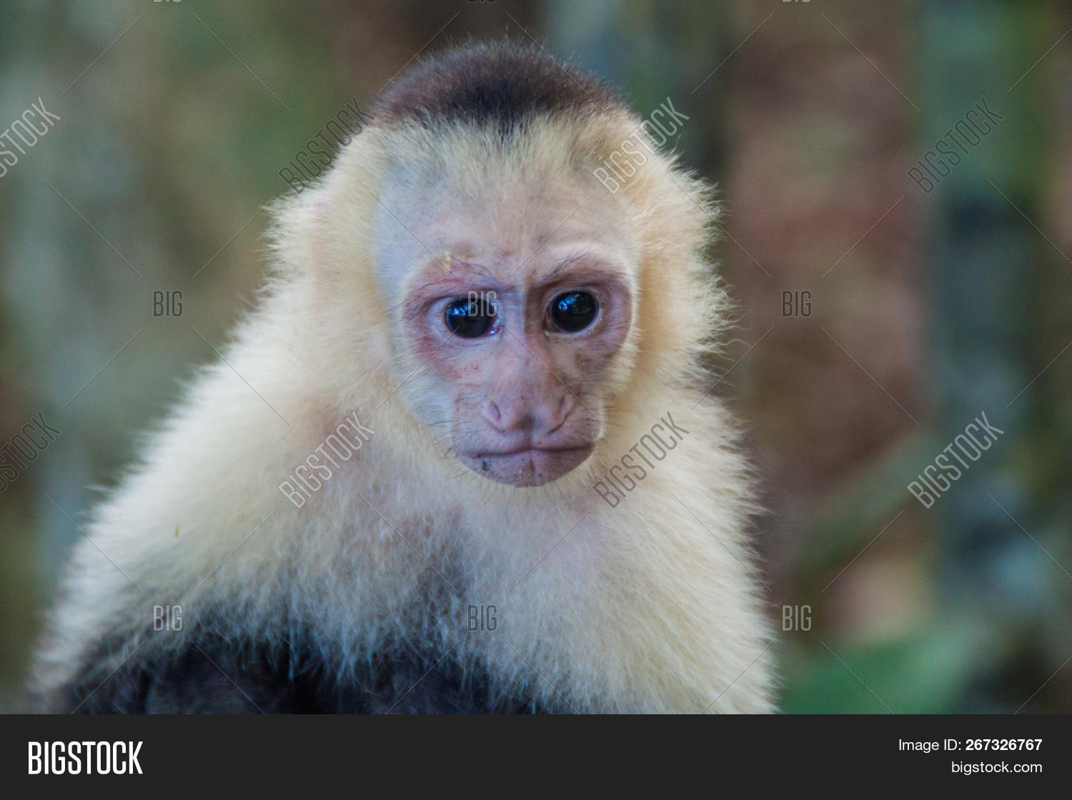 White-headed Capuchin Image & Photo (Free Trial) | Bigstock