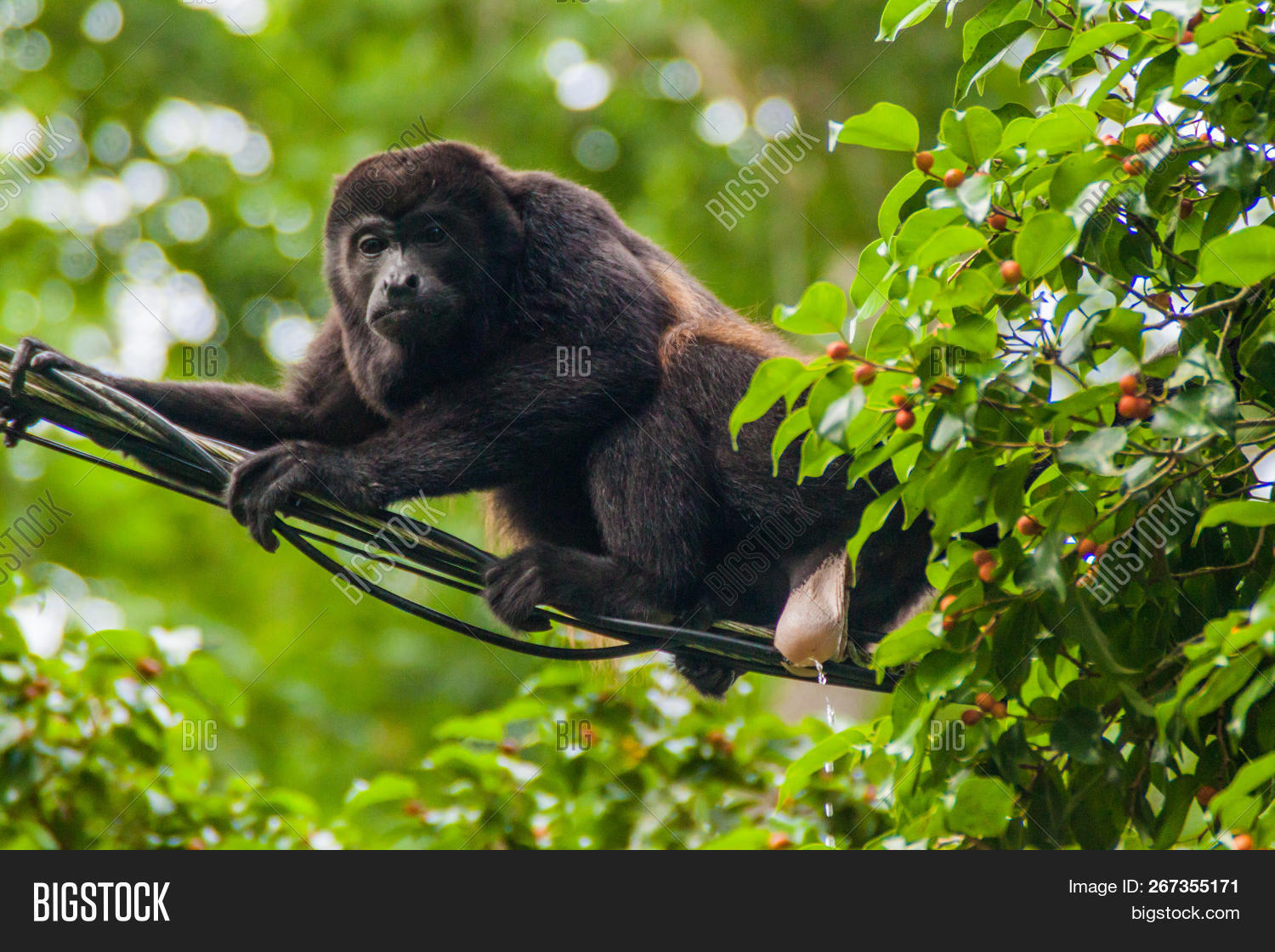 Howler Monkey Peeing Image & Photo (Free Trial) | Bigstock