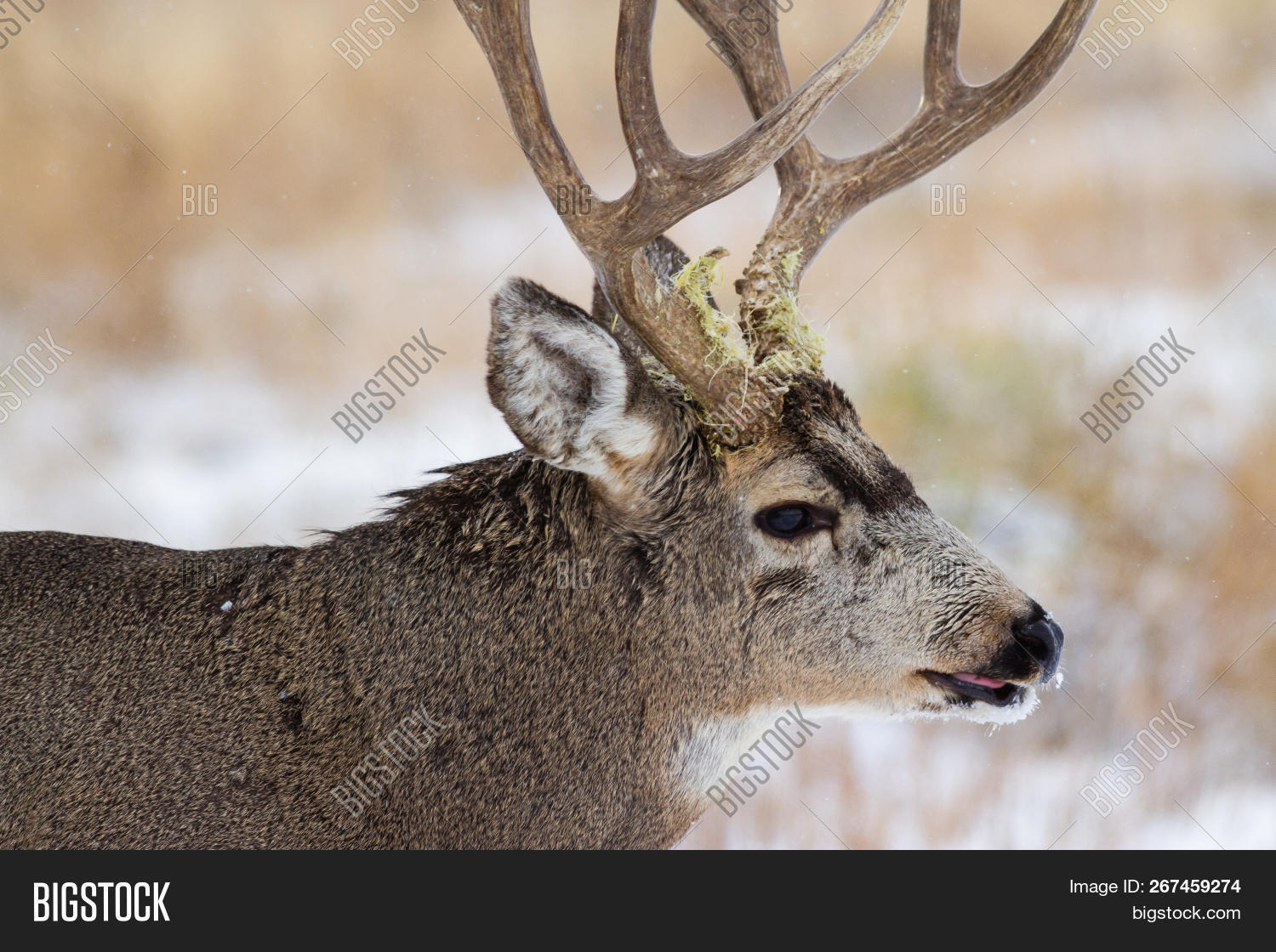 Wild Deer Colorado Image & Photo (Free Trial) | Bigstock