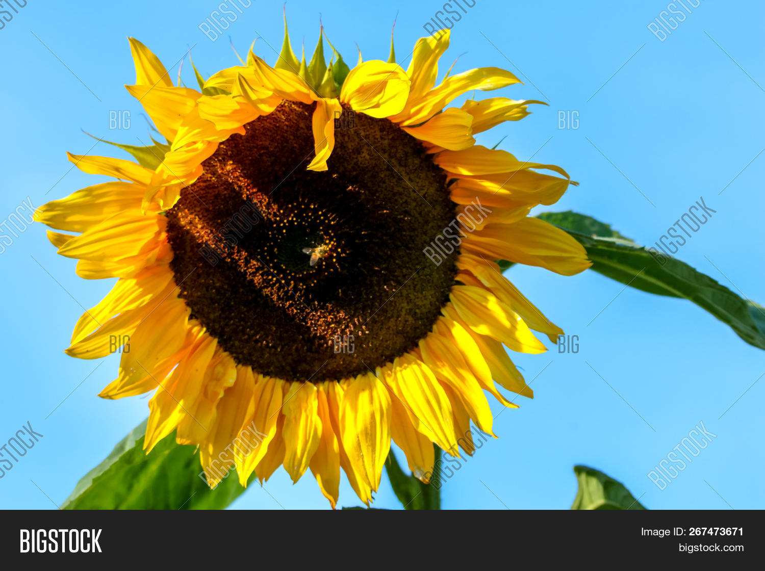 Closeup Sunflower. One Image & Photo (Free Trial) | Bigstock