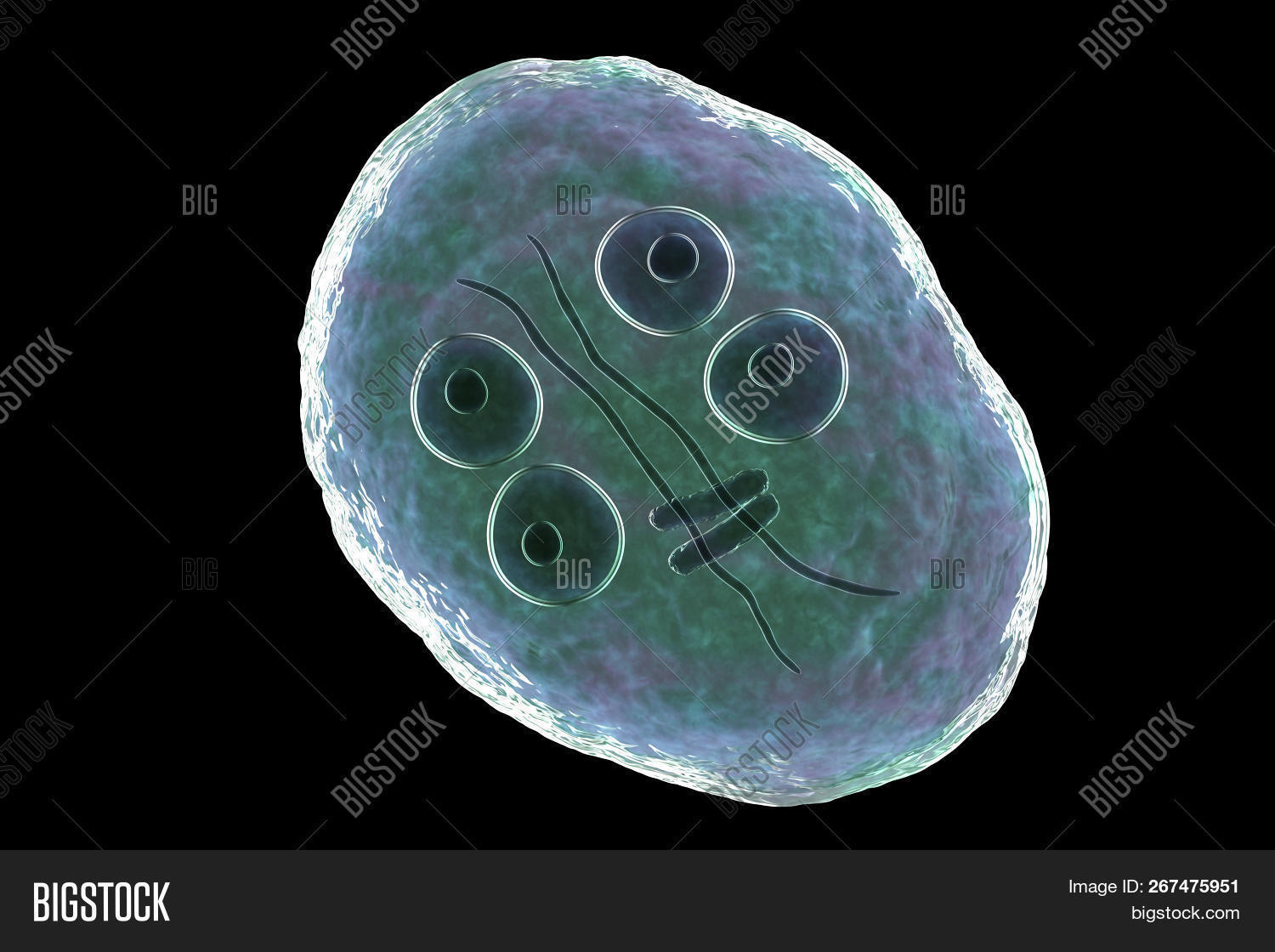 Cyst Giardia Image & Photo (Free Trial) | Bigstock