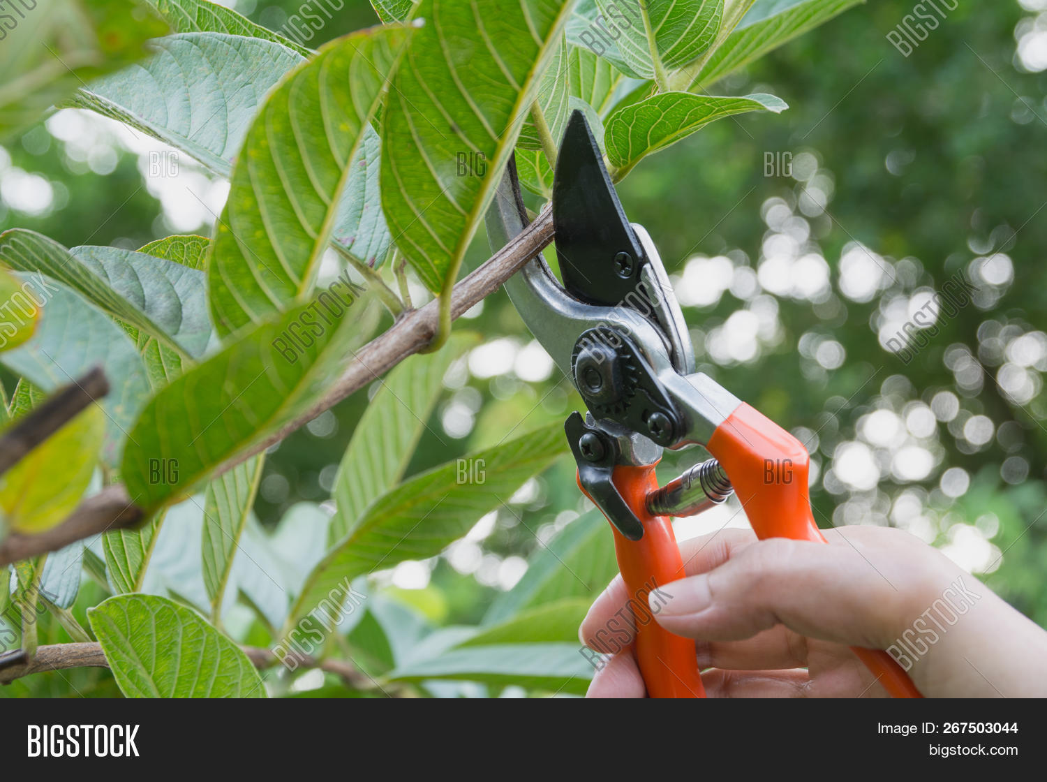 Gardener Pruning Trees Image & Photo (Free Trial) | Bigstock