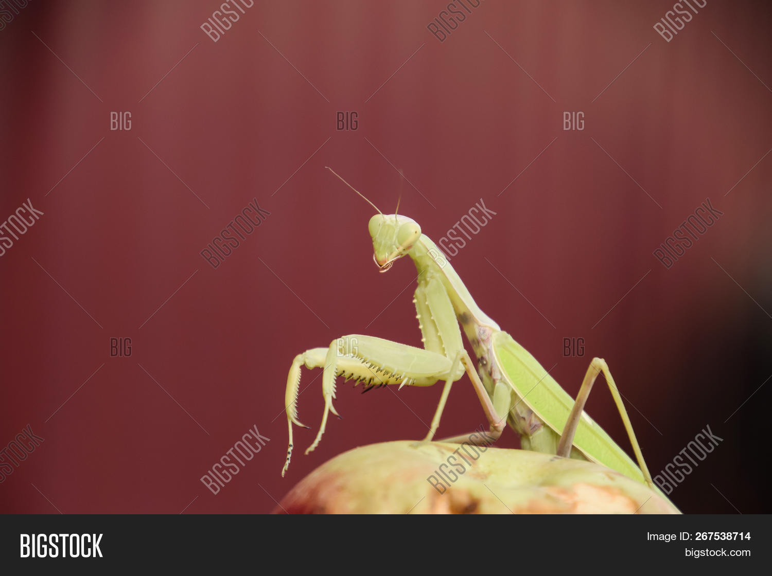 Mantis On Red Image & Photo (Free Trial) | Bigstock