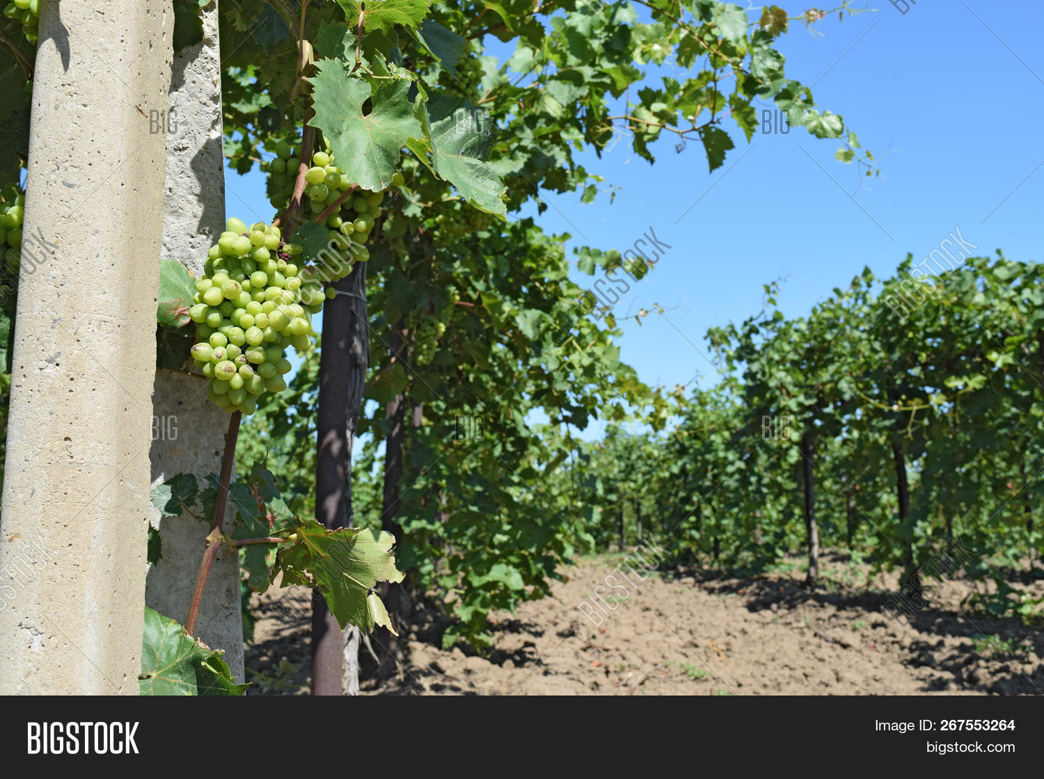 Grape Gardens. Image & Photo (Free Trial) | Bigstock