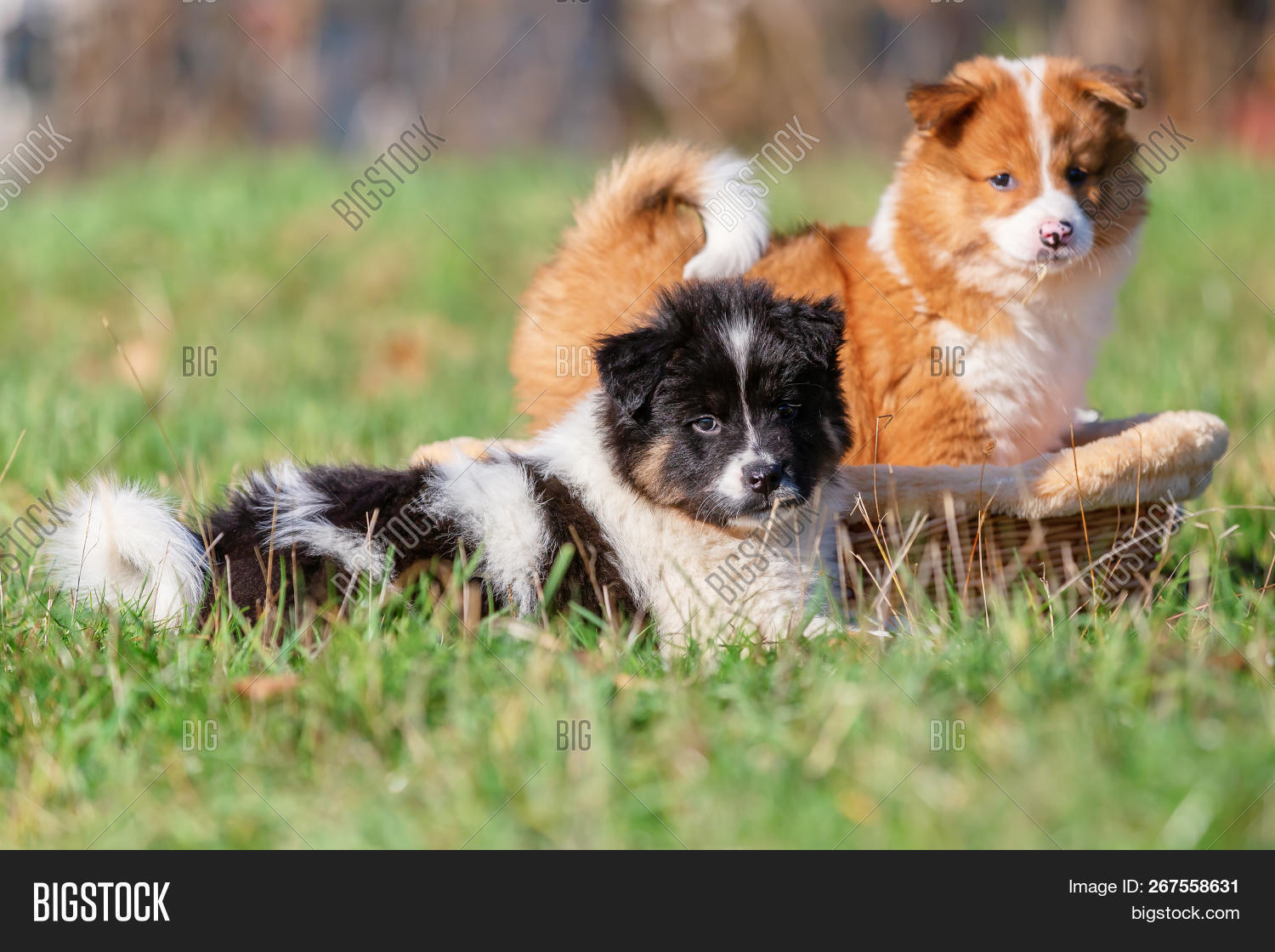 Elo Puppies Playing Image & Photo (Free Trial) | Bigstock