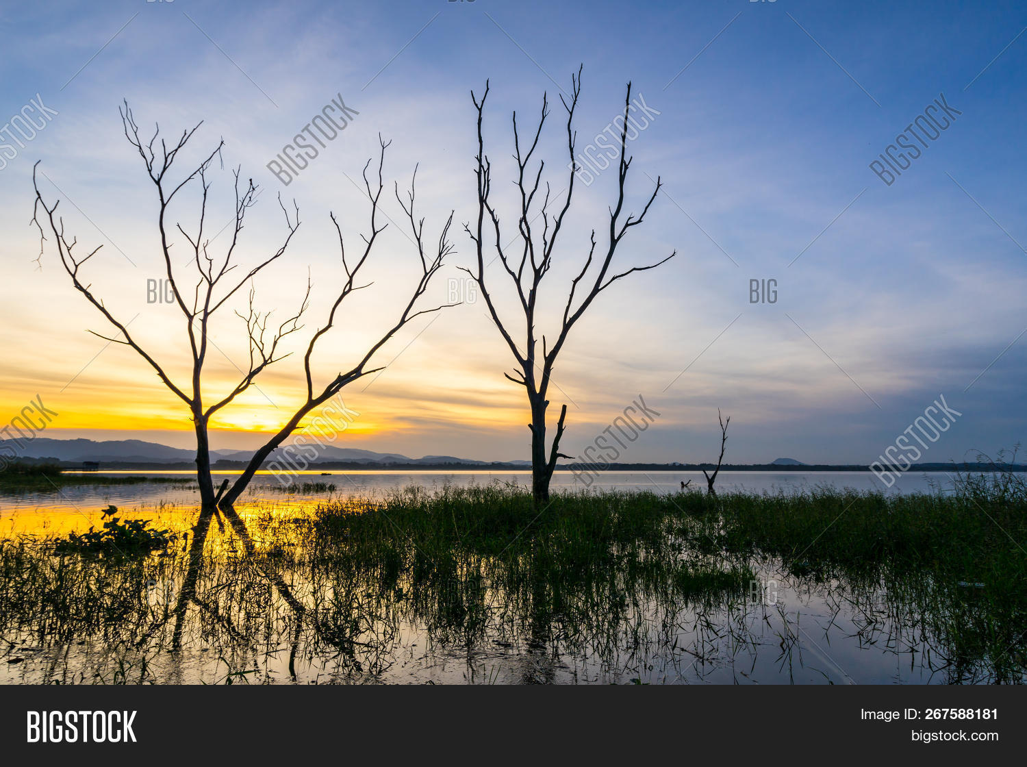 Beautiful Tree Inside Image & Photo (Free Trial) | Bigstock