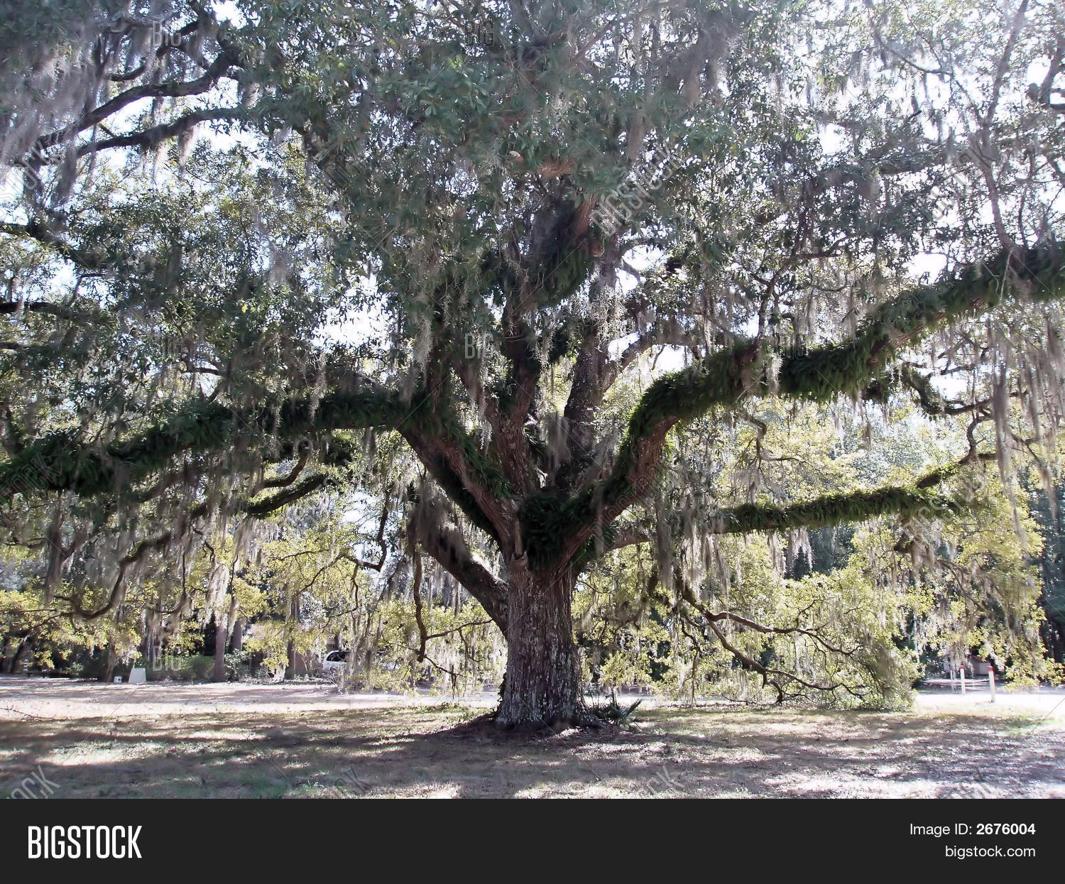 Spanish Moss Oak Tree