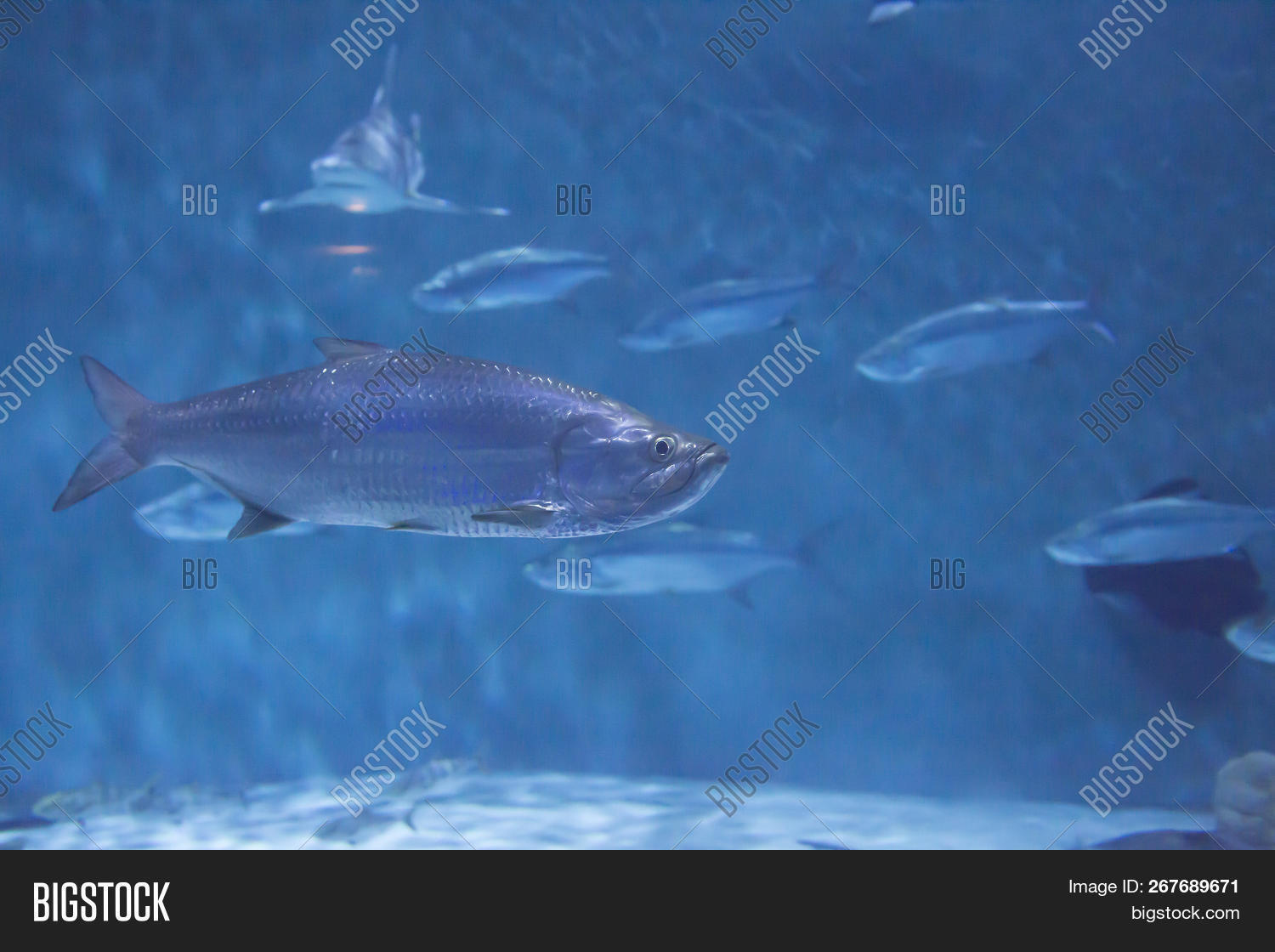 Large Ocean Fish Image & Photo (Free Trial) | Bigstock