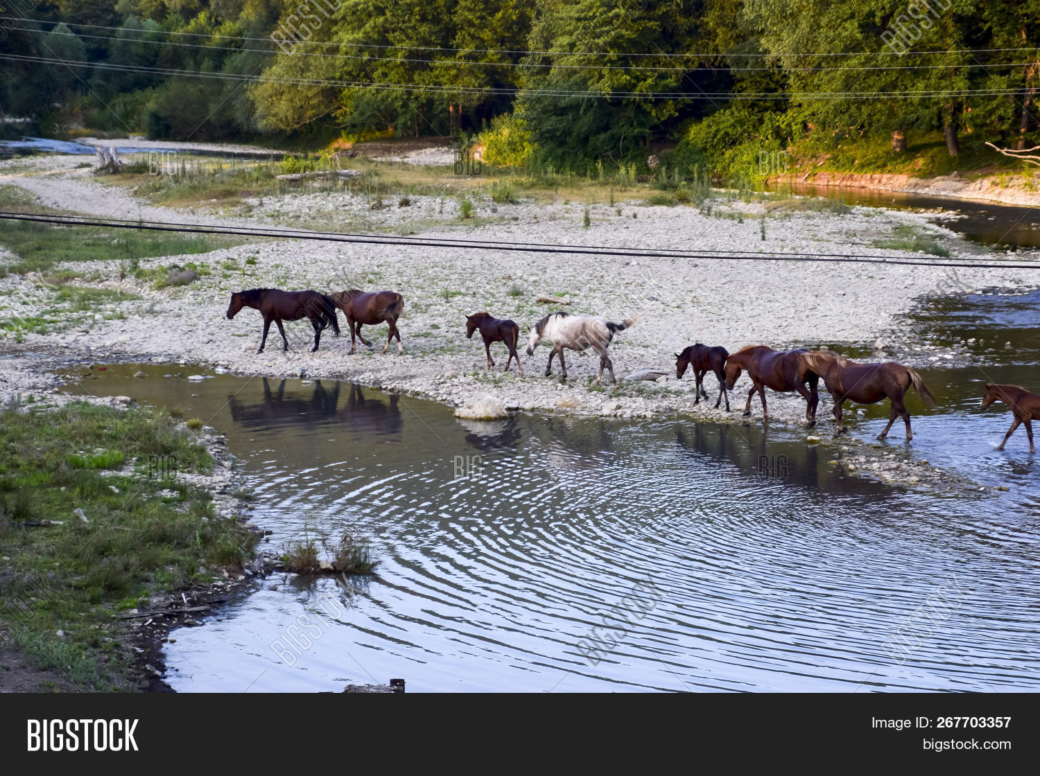 Horses Walk Line Image & Photo (Free Trial) | Bigstock